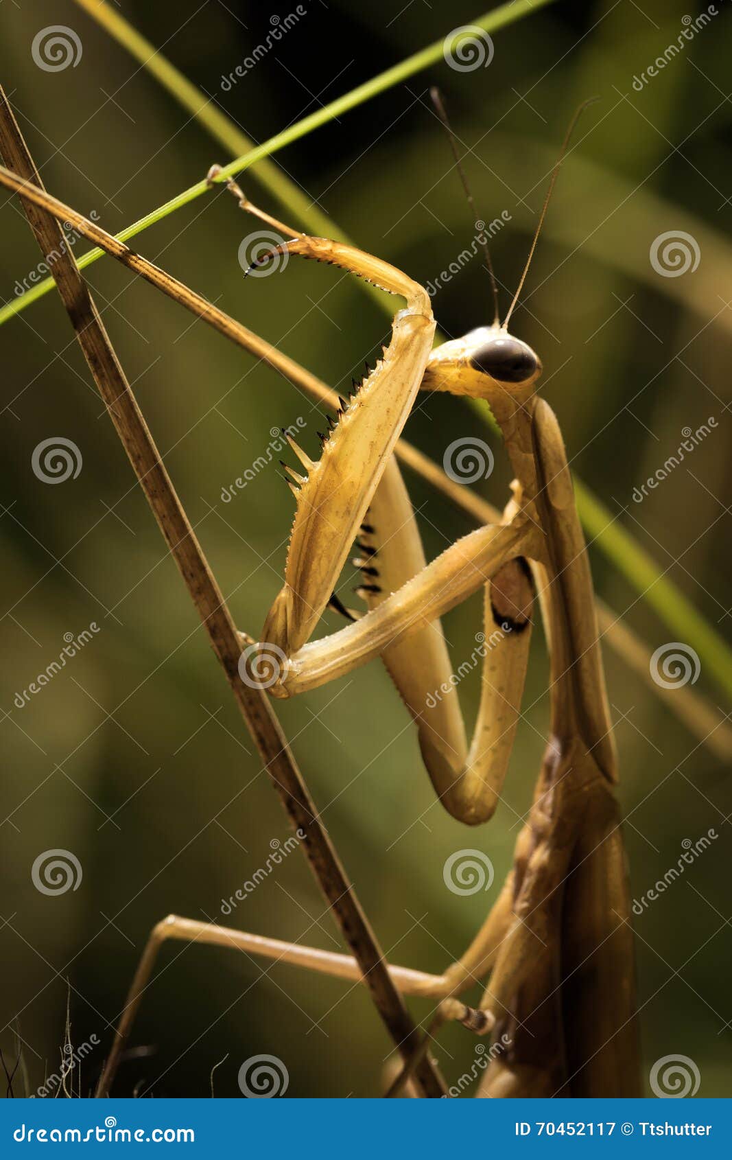The brown mantis. stock image. Image of biology, leaves - 70452117