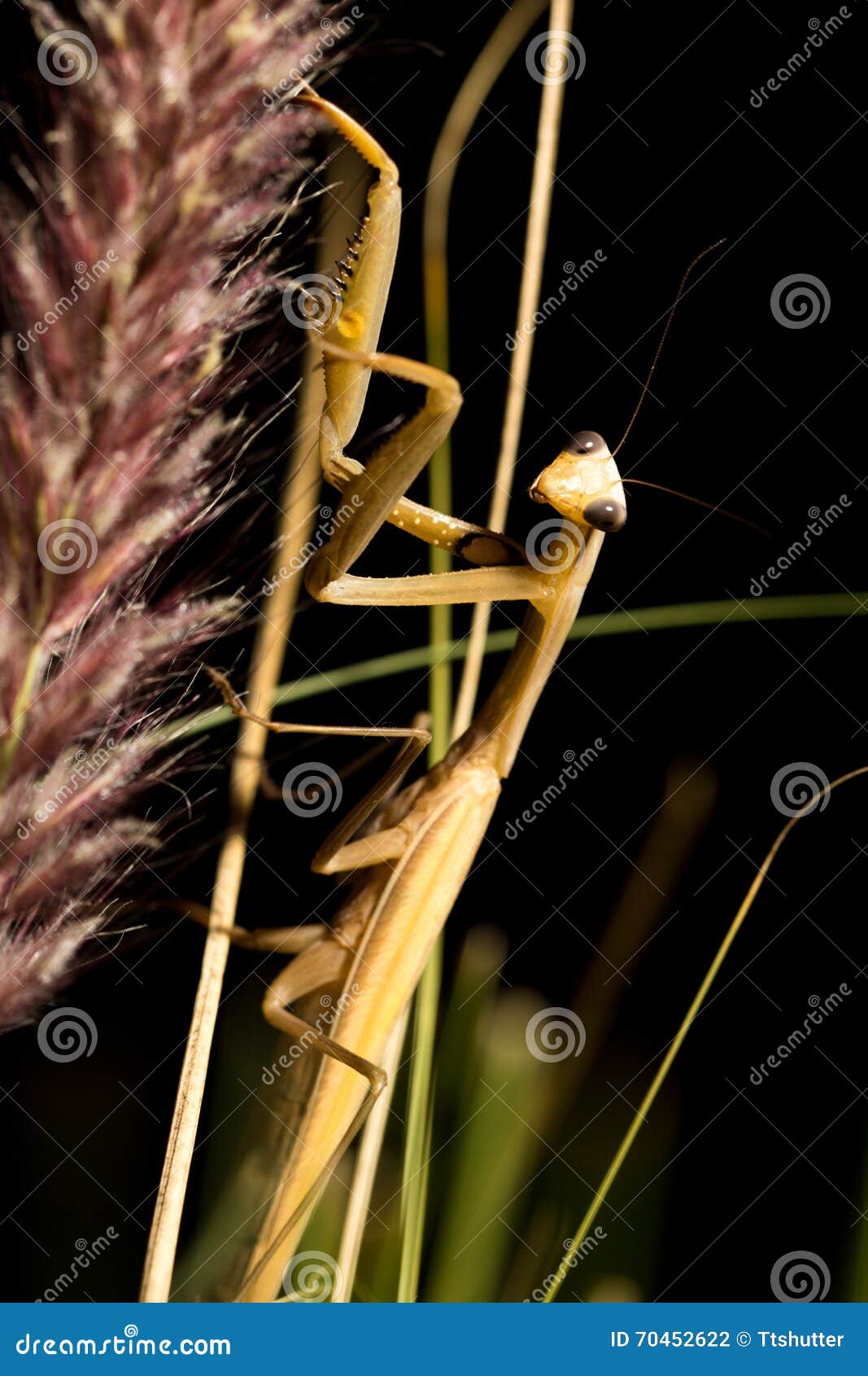 The brown mantis. stock photo. Image of background, mantis - 70452622