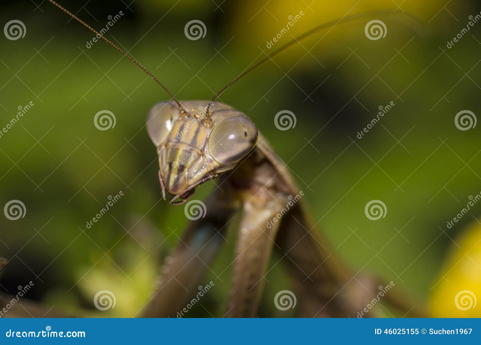 Brown Mantis stock image. Image of head, grass, grasshopper - 46025155