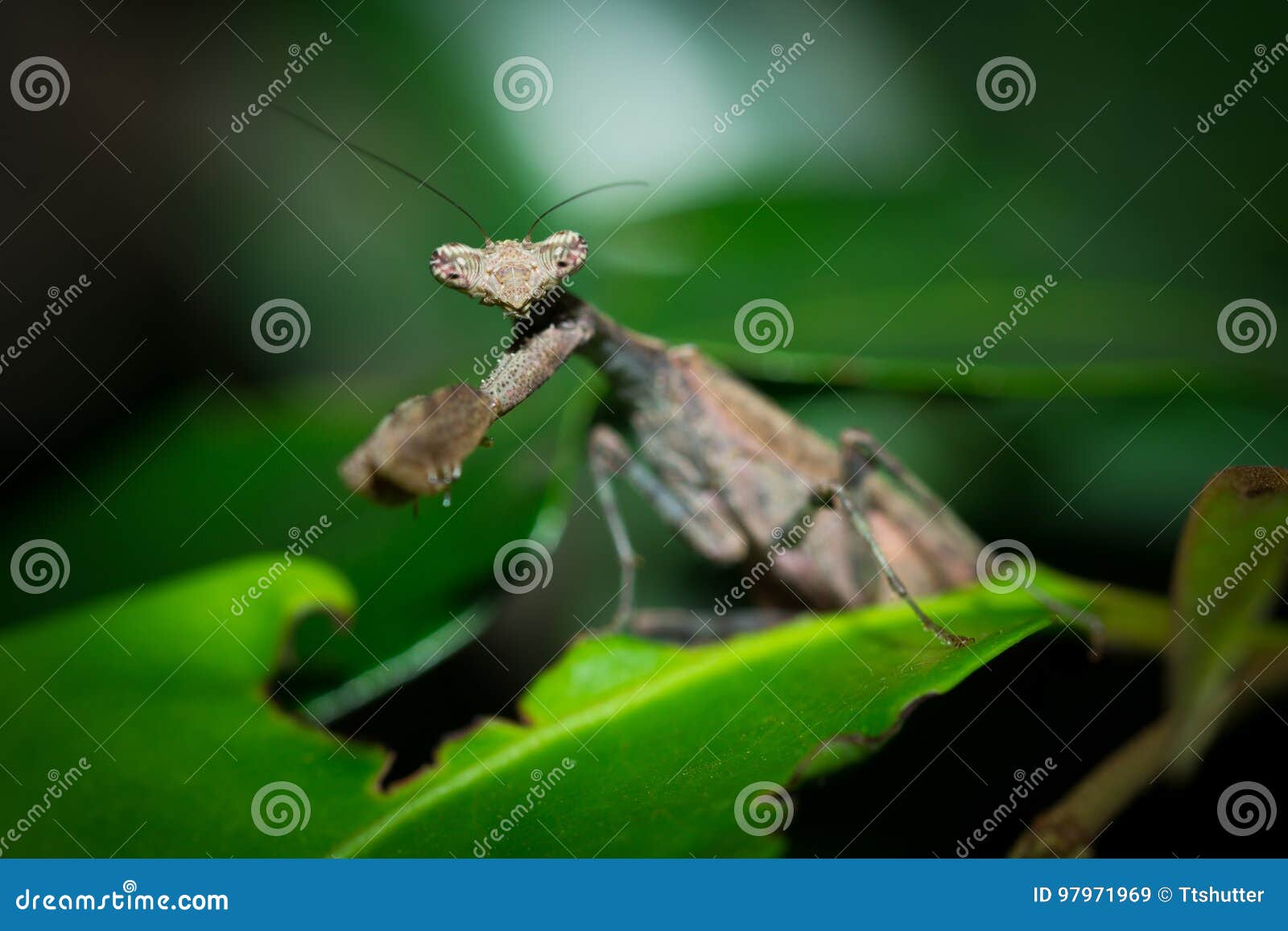 The brown mantis. stock image. Image of clean, meadow - 97971969