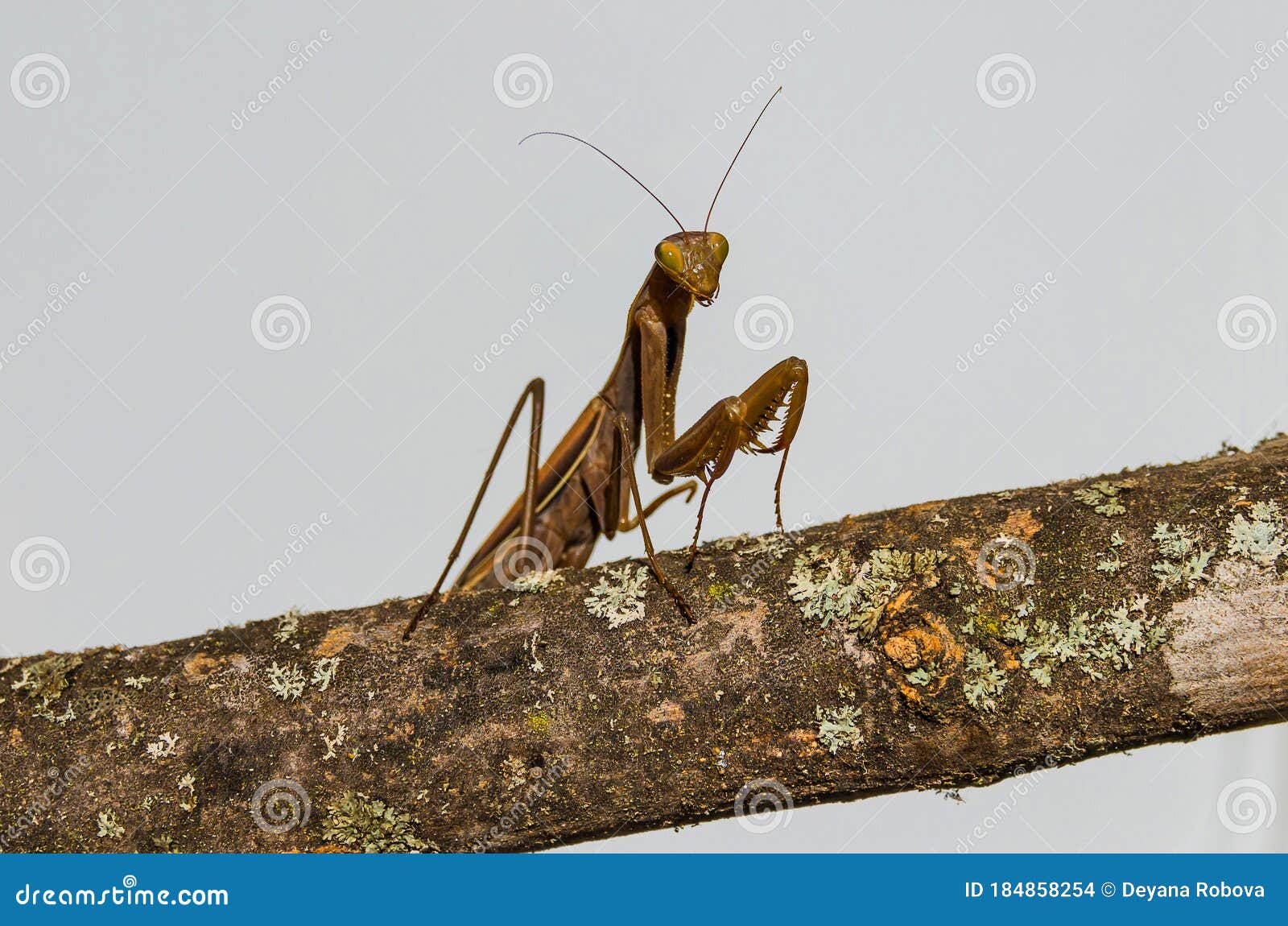 Brown Mantis Isolated on White Background. Stock Photo - Image of ...