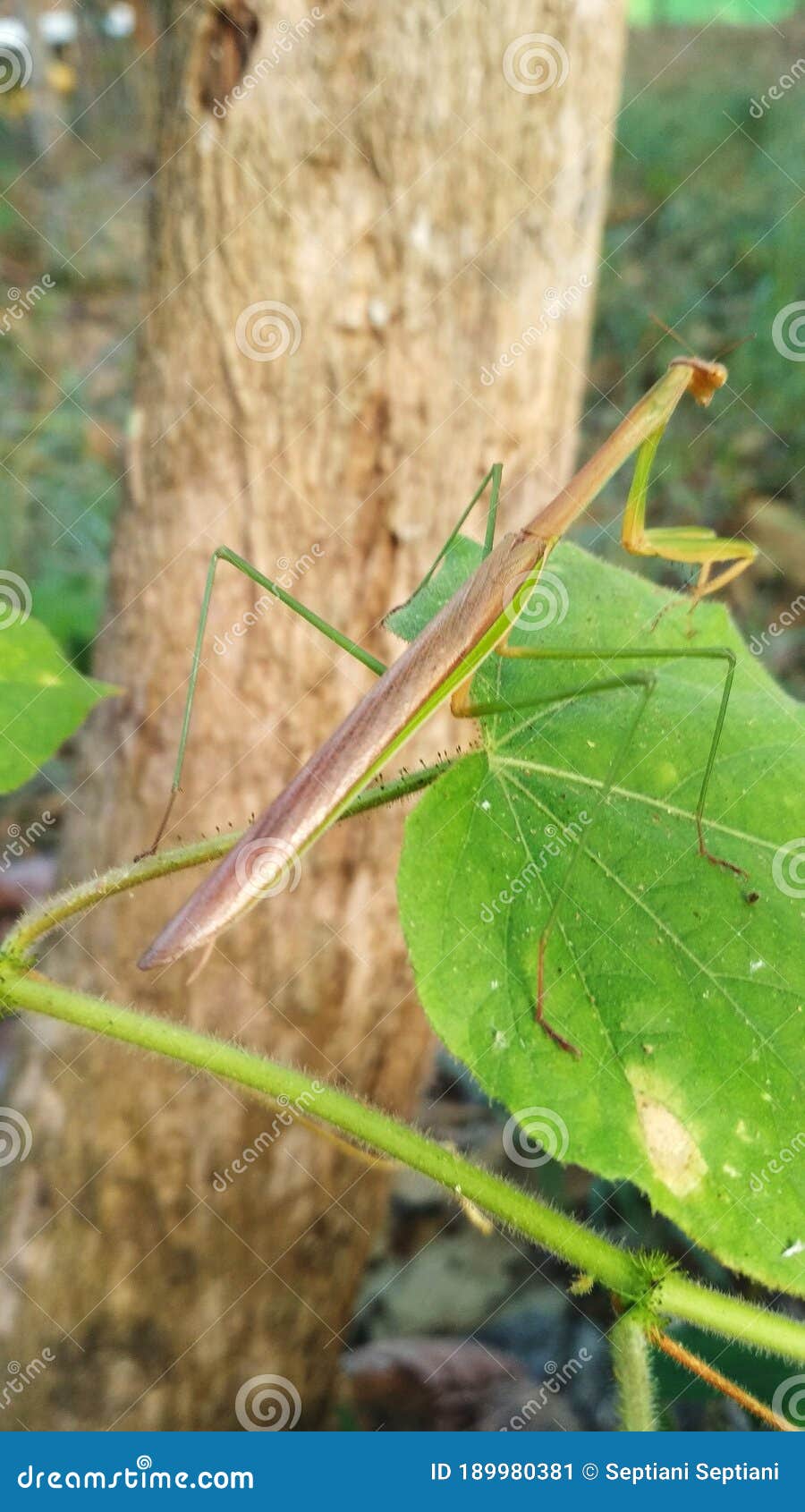 Brown mantis in the leaves stock image. Image of green - 189980381
