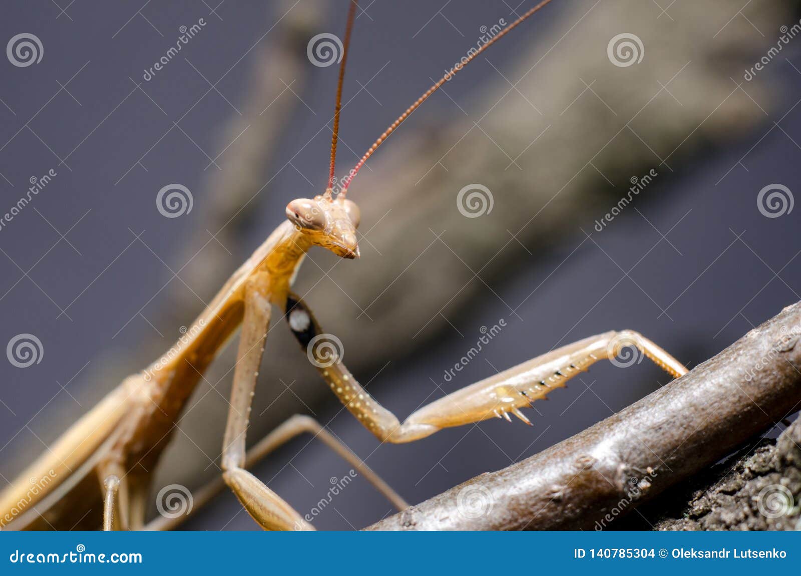 Brown Mantis religiosa stock photo. Image of flying - 140785304