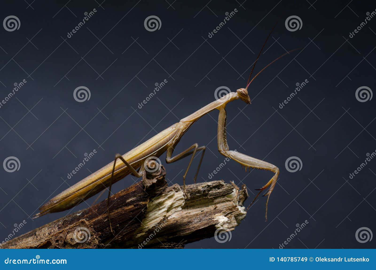 Brown Mantis religiosa stock image. Image of evolution - 140785749
