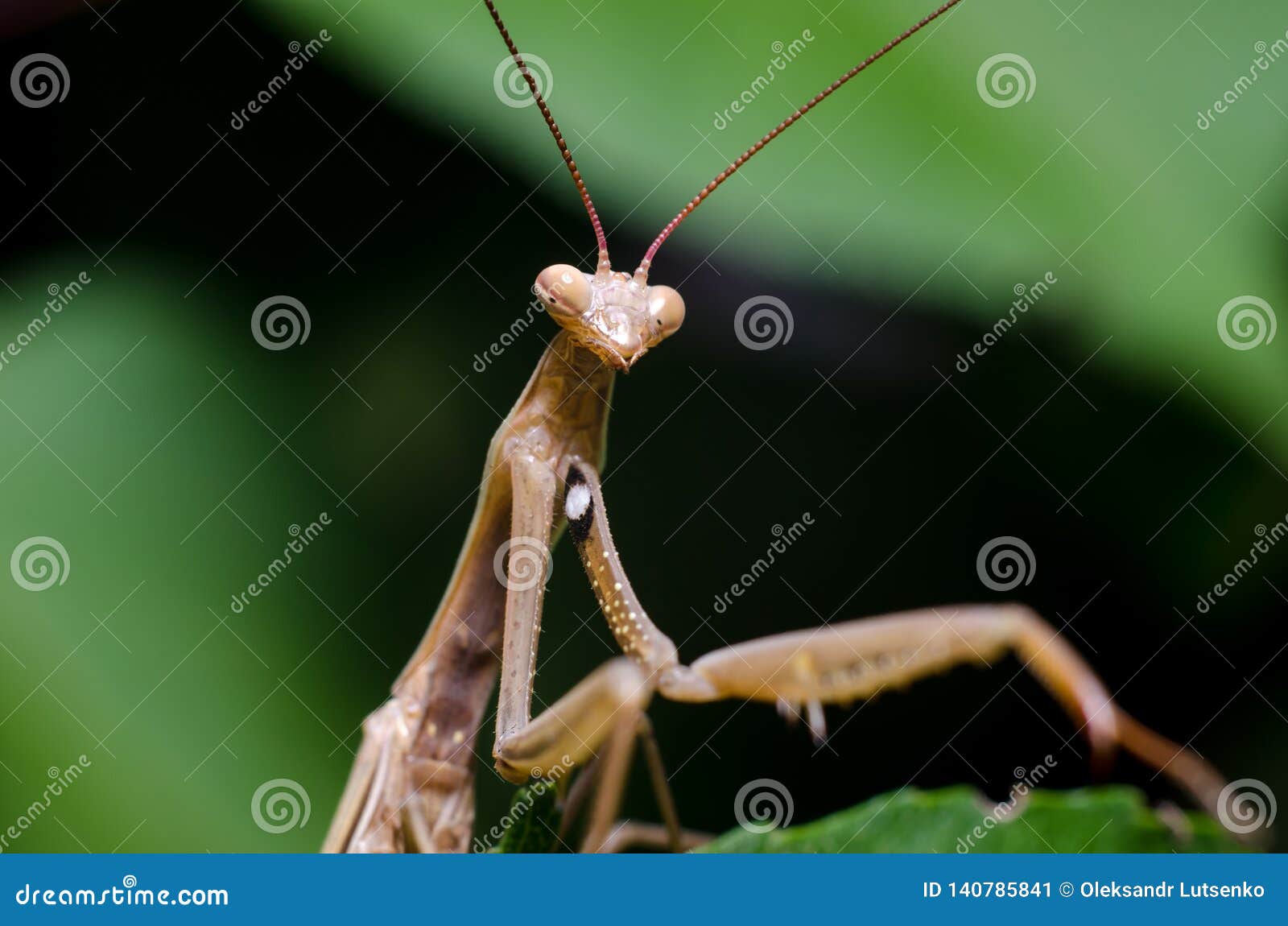 Brown Mantis religiosa stock image. Image of green, fauna - 140785841