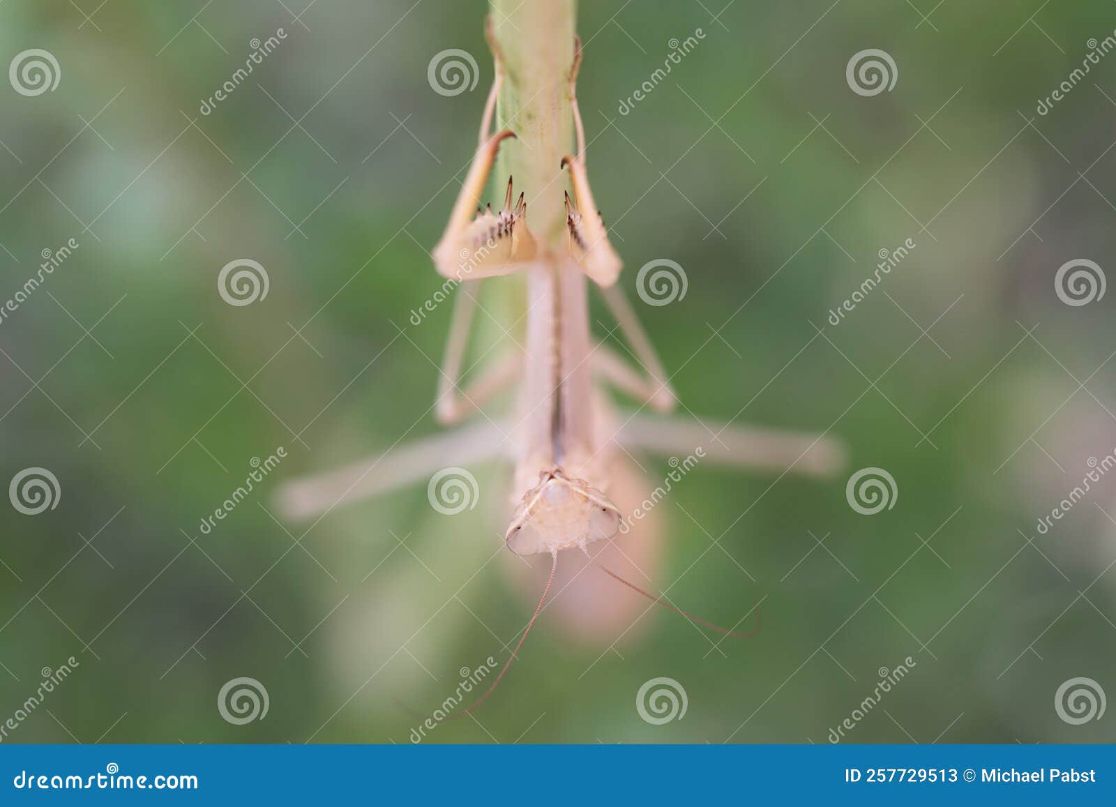 Brown Mantis Religiosa Macro To the Face Stock Image - Image of camera ...