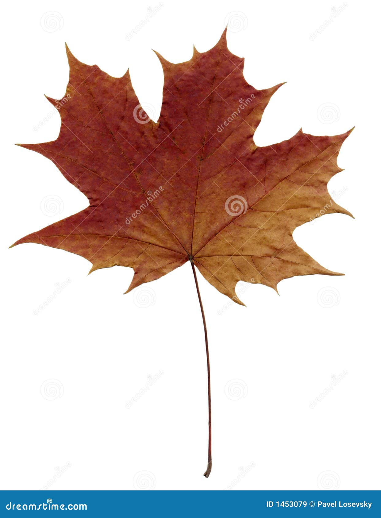Brown maple leaf stock image. Image of isolated, colored - 1453079