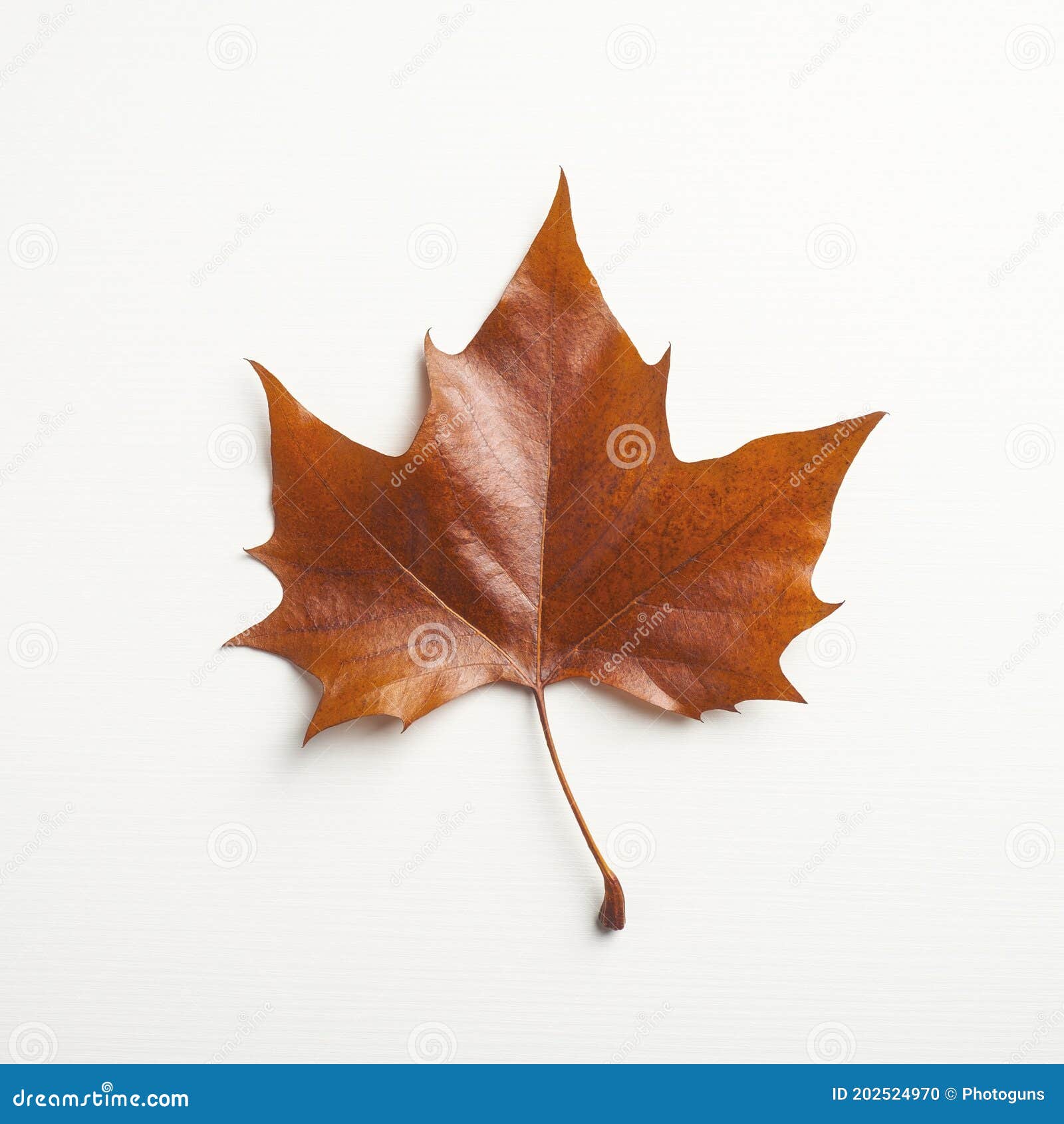 Brown Maple Leaf Isolated on White Background. Flat Lay, Top View Stock ...