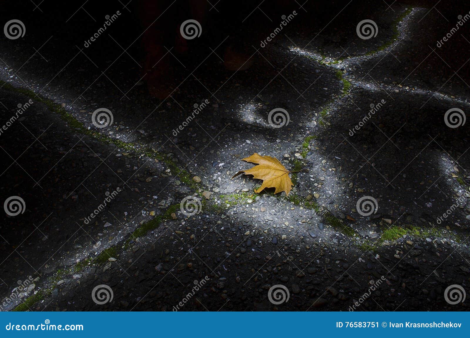 Brown maple leaf at night stock image. Image of mapleleaf - 76583751