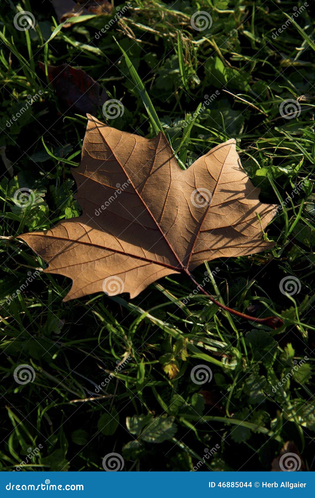 Brown maple leaf stock photo. Image of environment, maple - 46885044