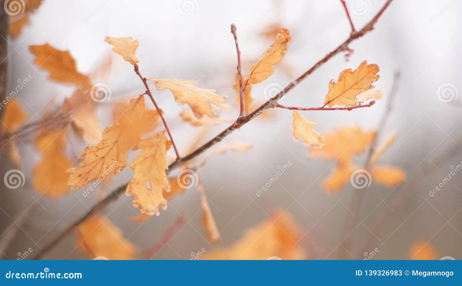 Brown Maple Leaves on the Branches in the Winter Forest Stock Image ...