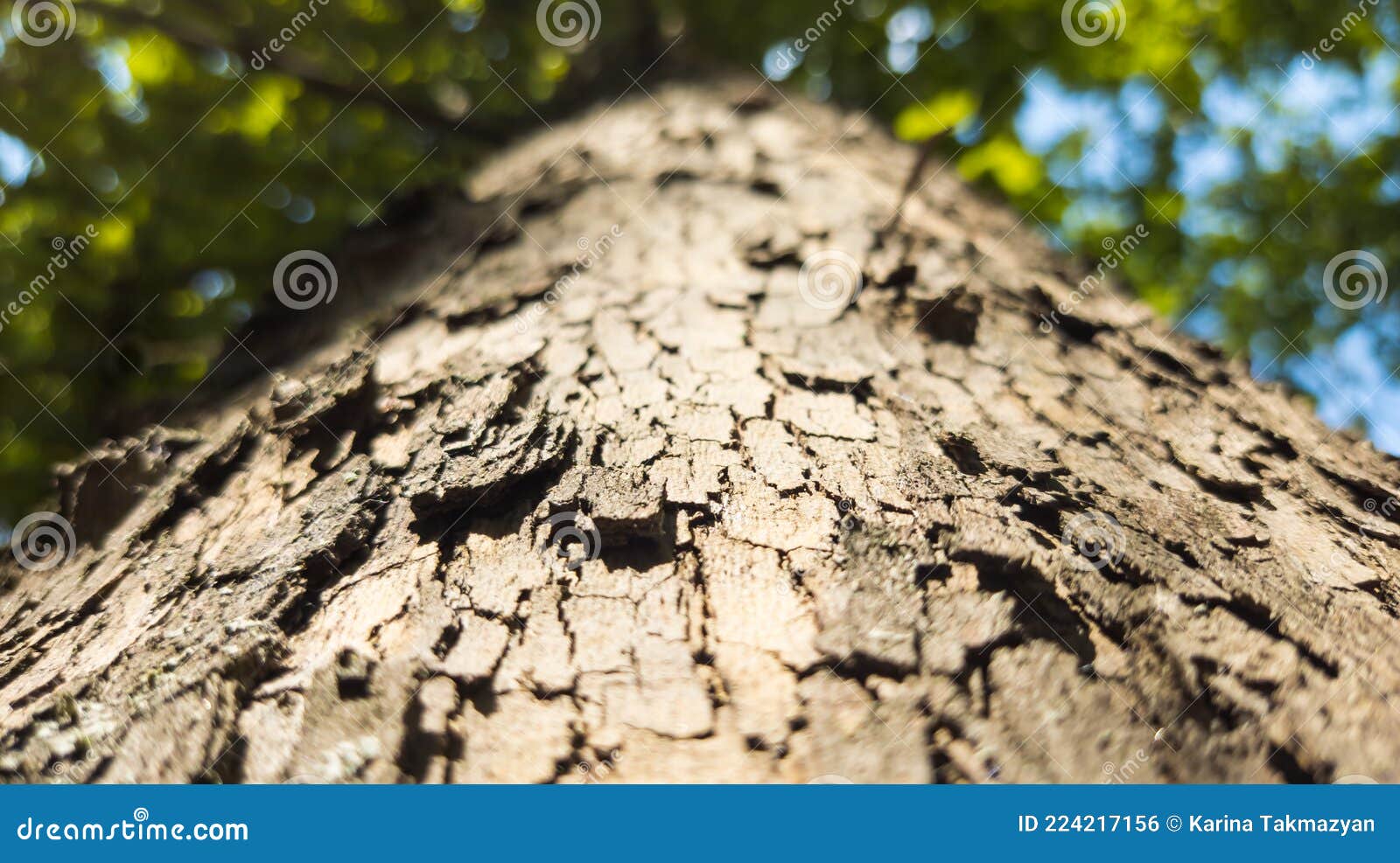 Maple tree bark in cracks stock photo. Image of forest - 224217156