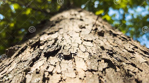 Maple tree bark in cracks stock photo. Image of forest - 224217156