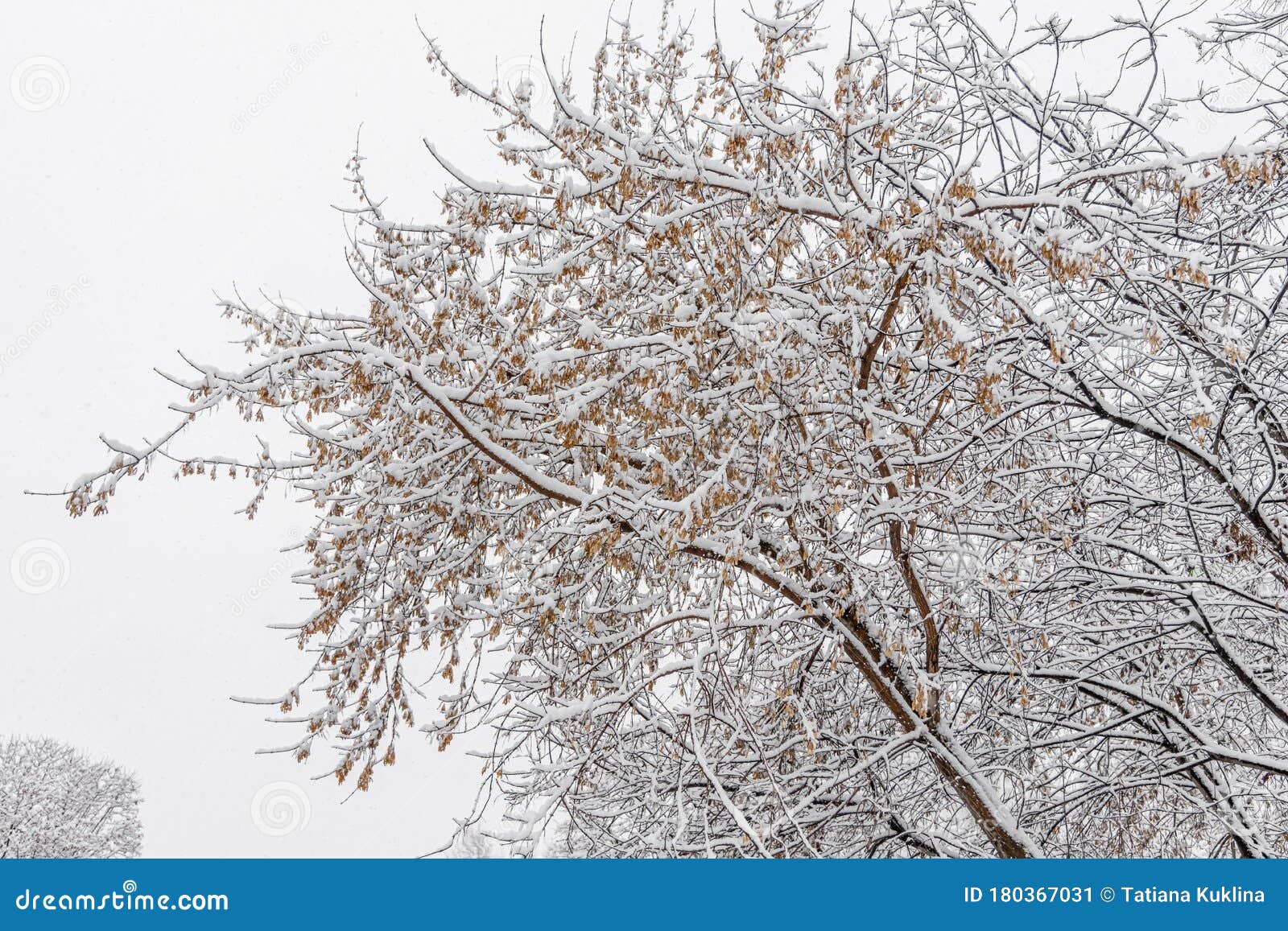 Brown Maple Tree Branches Covered with White Fresh Fluffy Snow are in ...