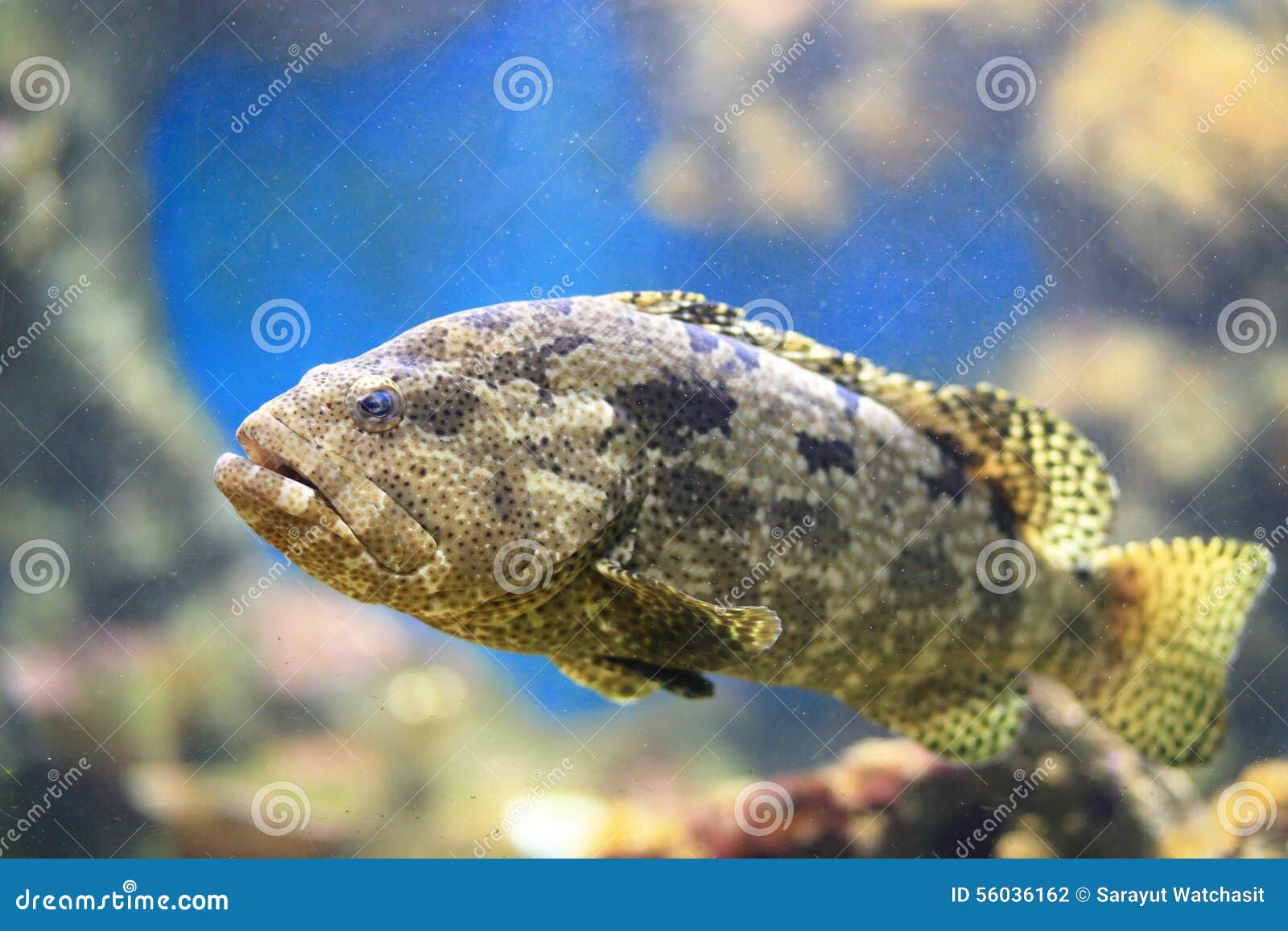Brown-marbled grouper stock photo. Image of specimen - 56036162