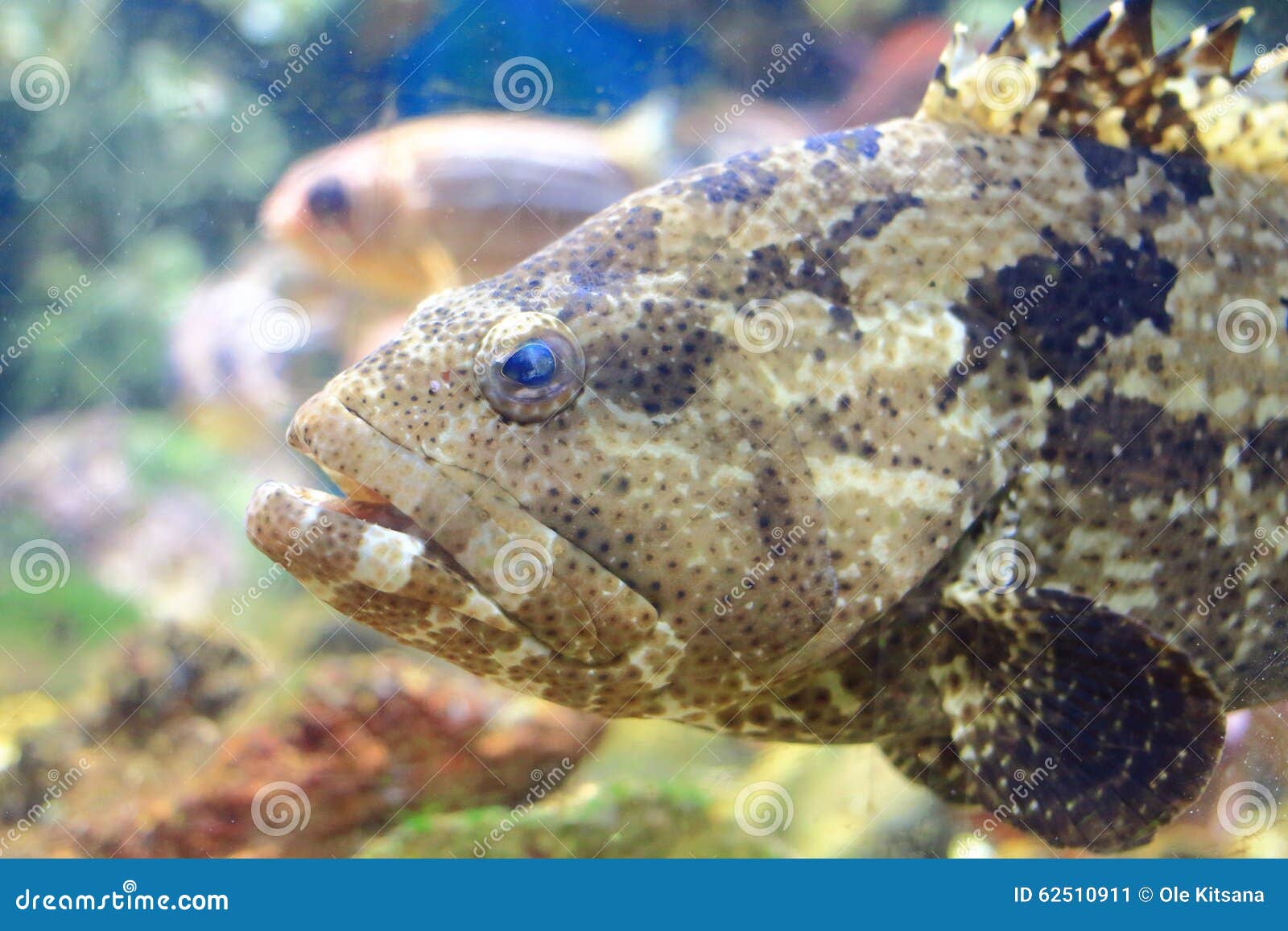 Brown-marbled grouper stock image. Image of grouper, brown - 62510911