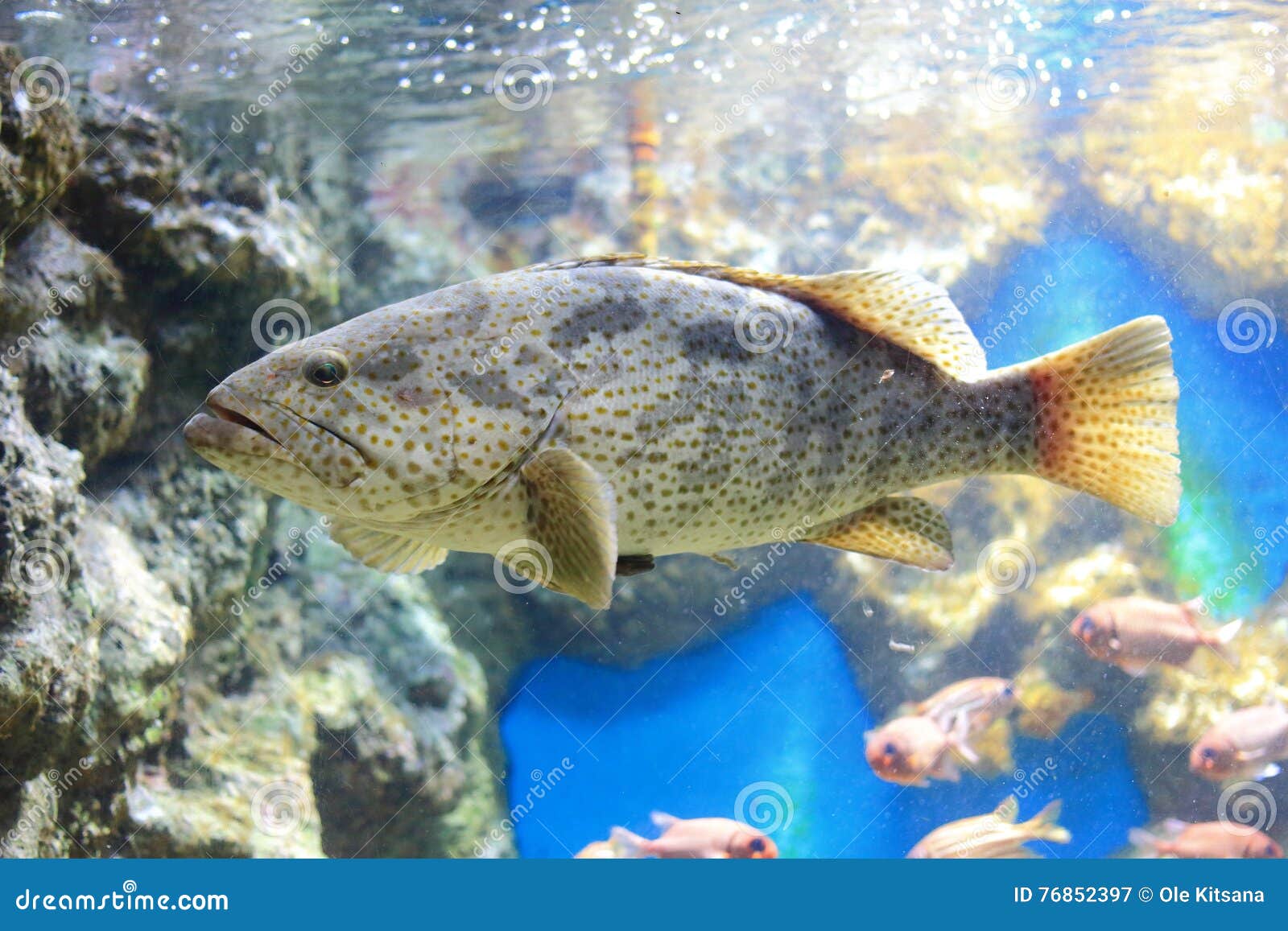 Brown-marbled grouper stock image. Image of marine, grouper - 76852397