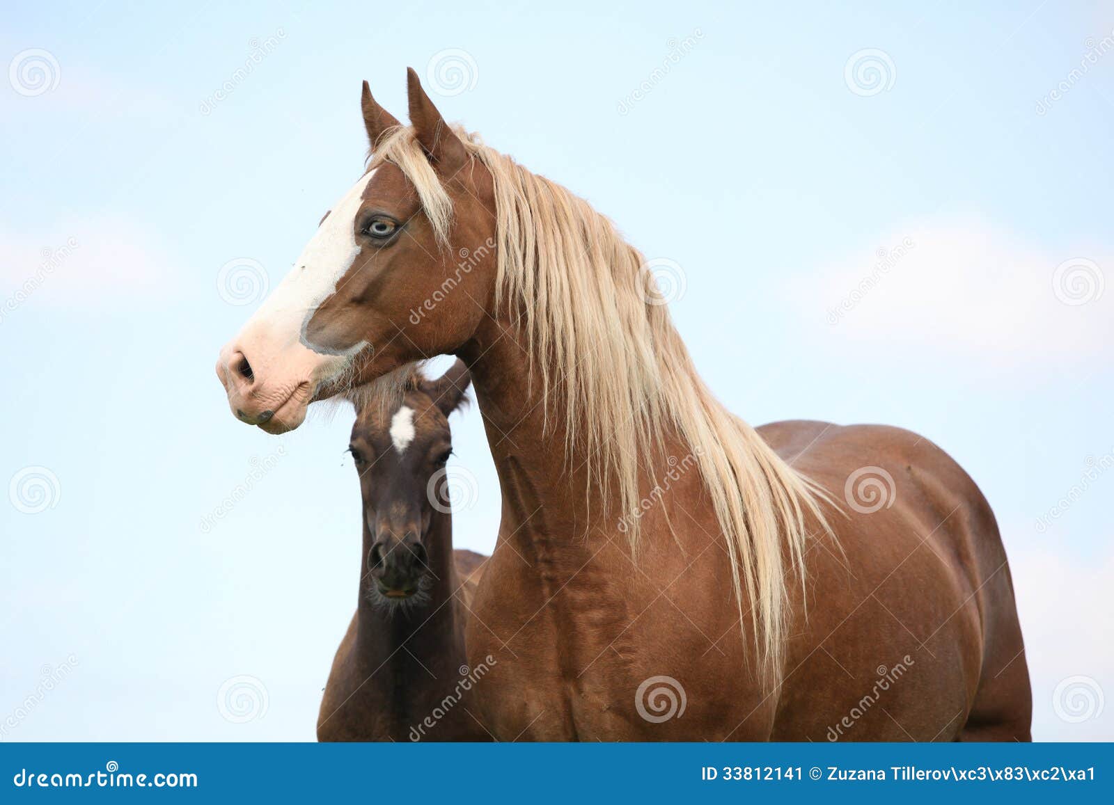 Brown Mare with Long Mane Standing with Foal Stock Image - Image of ...