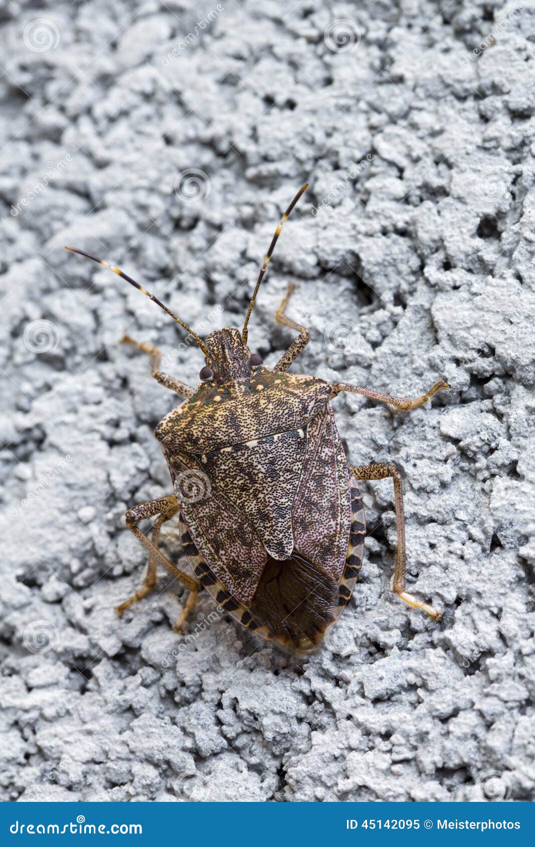 Brown Marmorated El Fallo De Funcionamiento Del Hedor Imagen de archivo ...