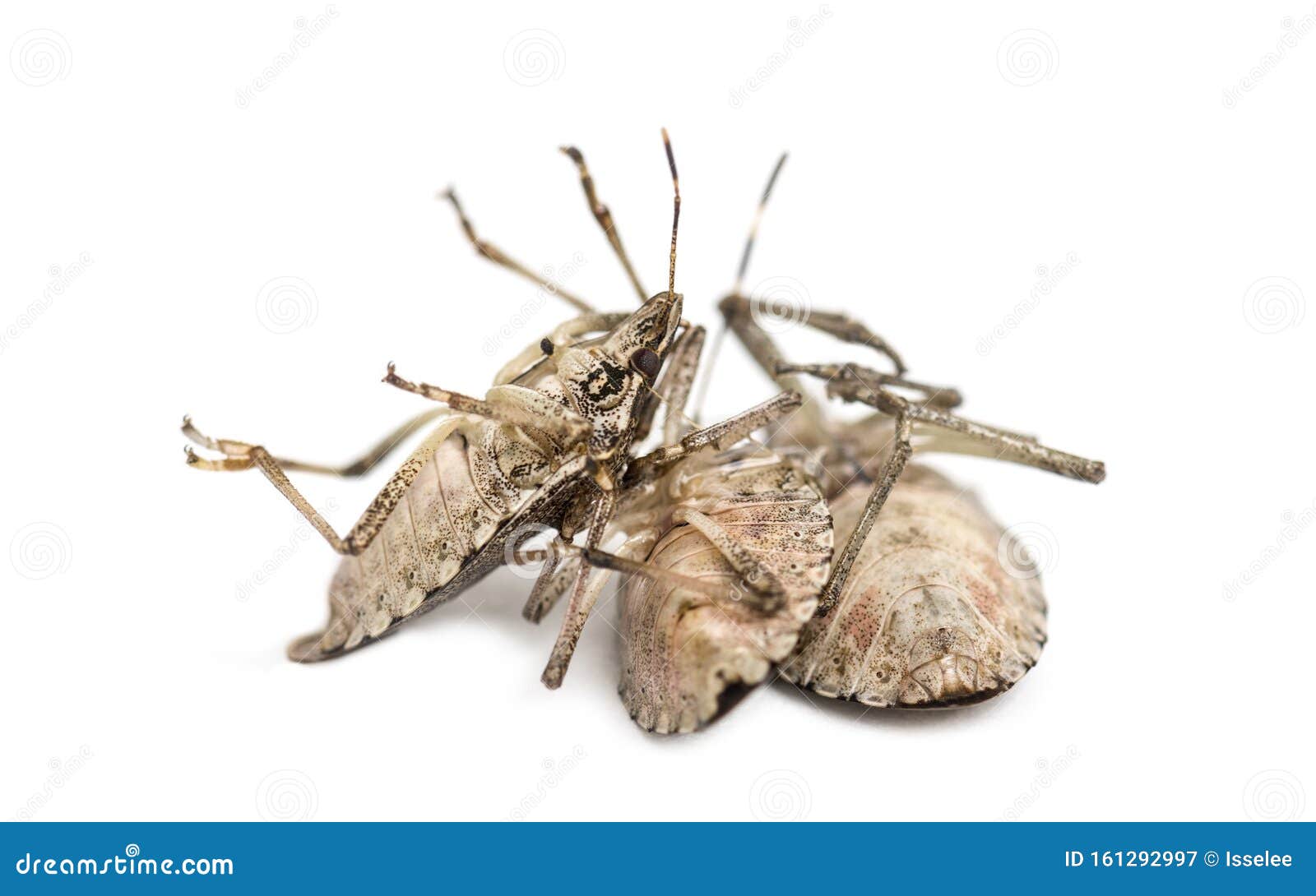 Brown Marmorated Stink Bug, Halyomorpha Halys Stock Image - Image of ...