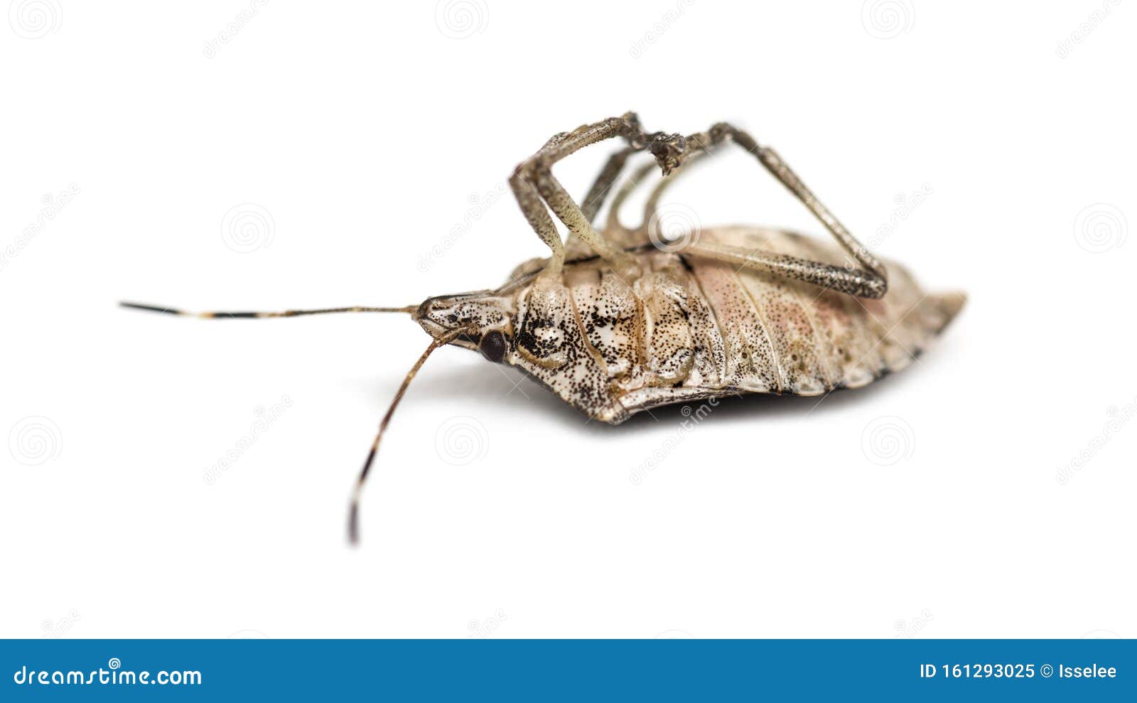 Brown Marmorated Stink Bug Animal Of Class Insecta (insects Royalty ...