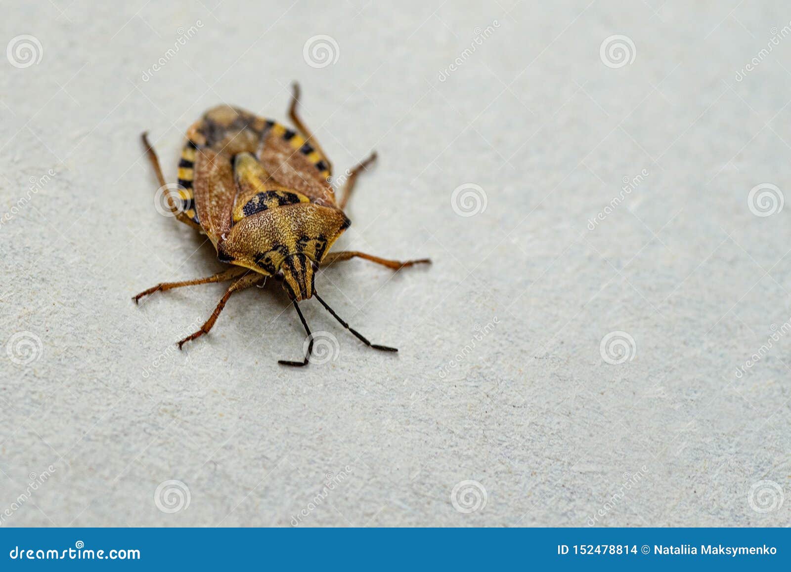 Brown Marmorated Stink Bug Halyomorpha Halys. on Plain Background with ...