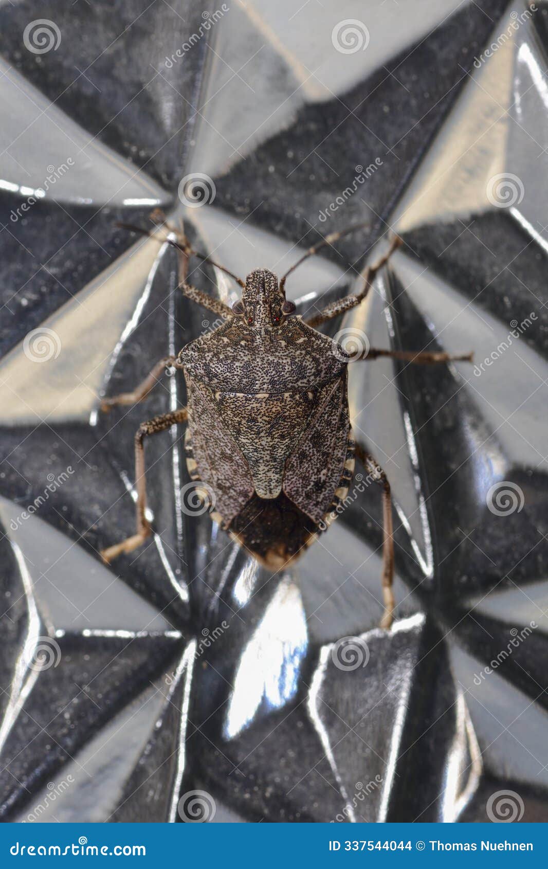 Brown Marmorated Stink Bug - Halyomorpha Stock Photo - Image of ...