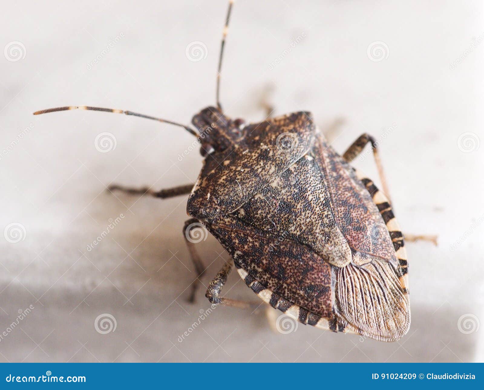 Brown Marmorated Stink Bug Insect Animal Stock Image - Image of halys ...