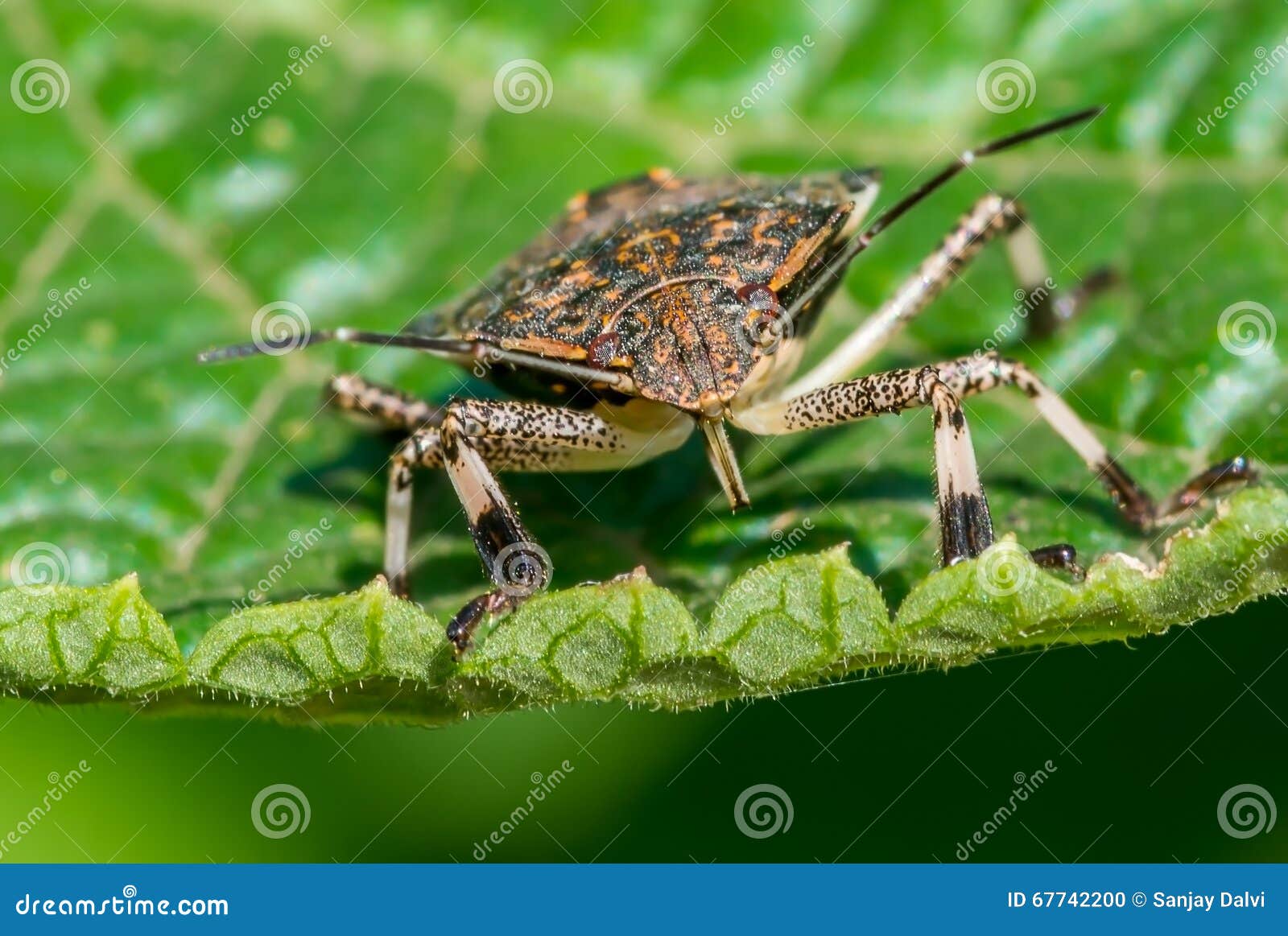 Brown Marmorated Stink Bug Animal Of Class Insecta (insects Royalty ...