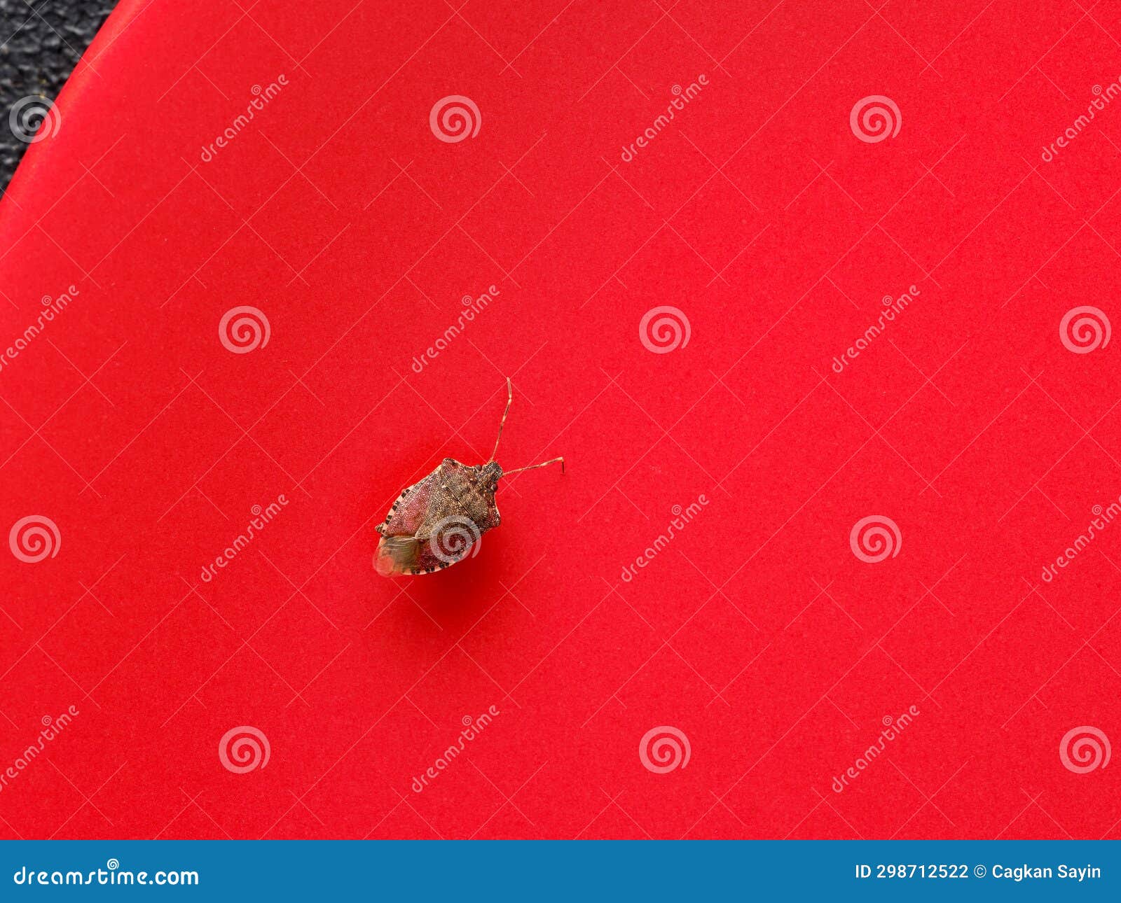 Brown Marmorated Stink Bug Walking on a Red Plate Stock Photo - Image ...