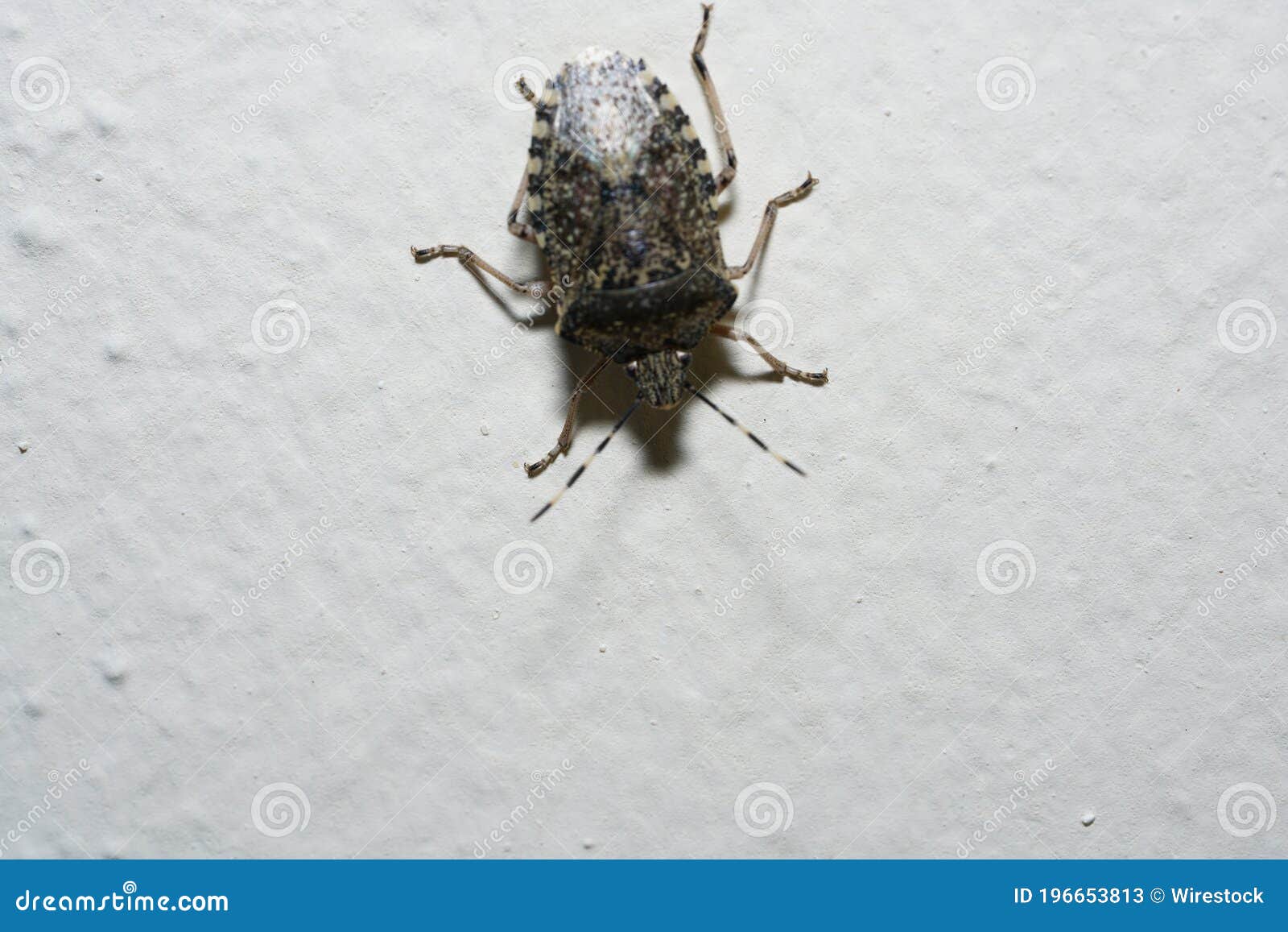 Brown Marmorated Stink Bug on a White Surface Stock Image - Image of ...