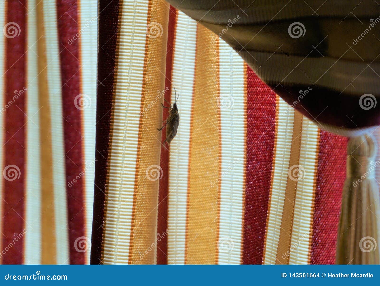 Stink bug on curtain drape stock photo. Image of crawly - 143501664