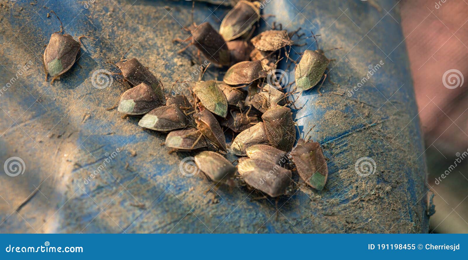 Brown Marmorated Stinky Bugs on Wood Stock Image - Image of background ...