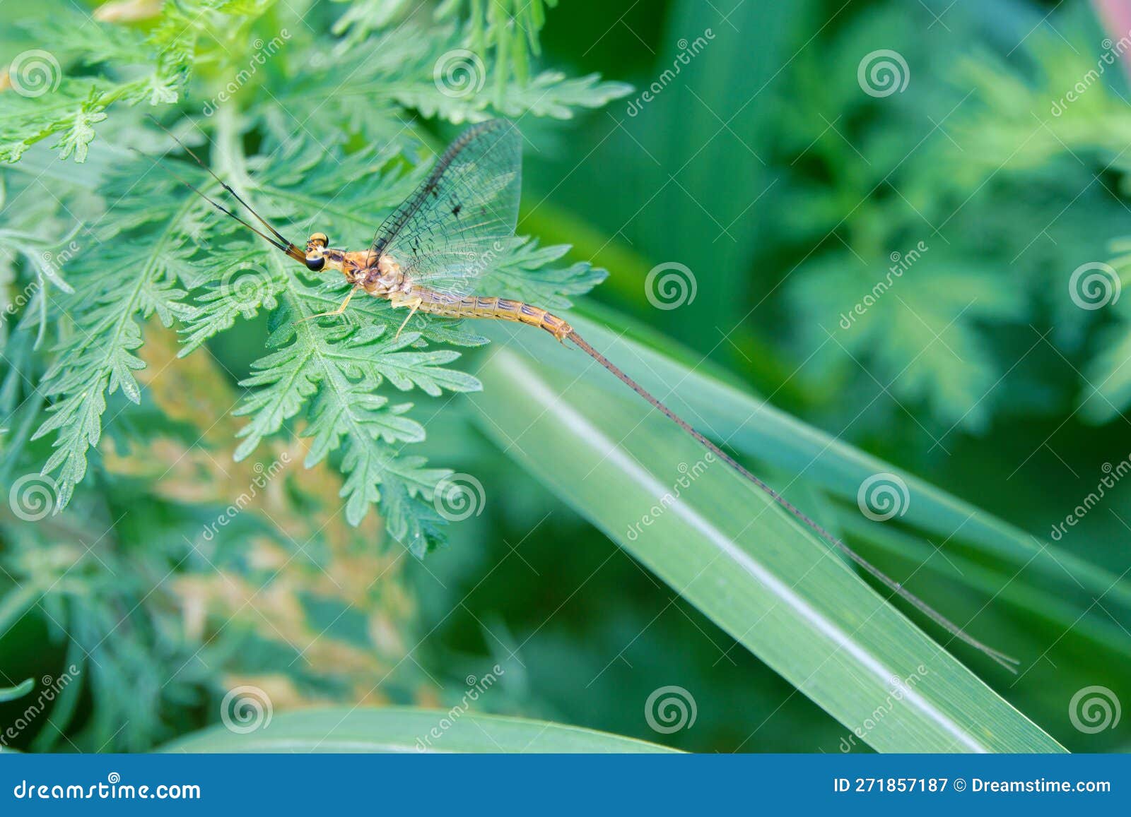 Mayfly stock image. Image of wildlife, life, ephemeroptera - 271857187