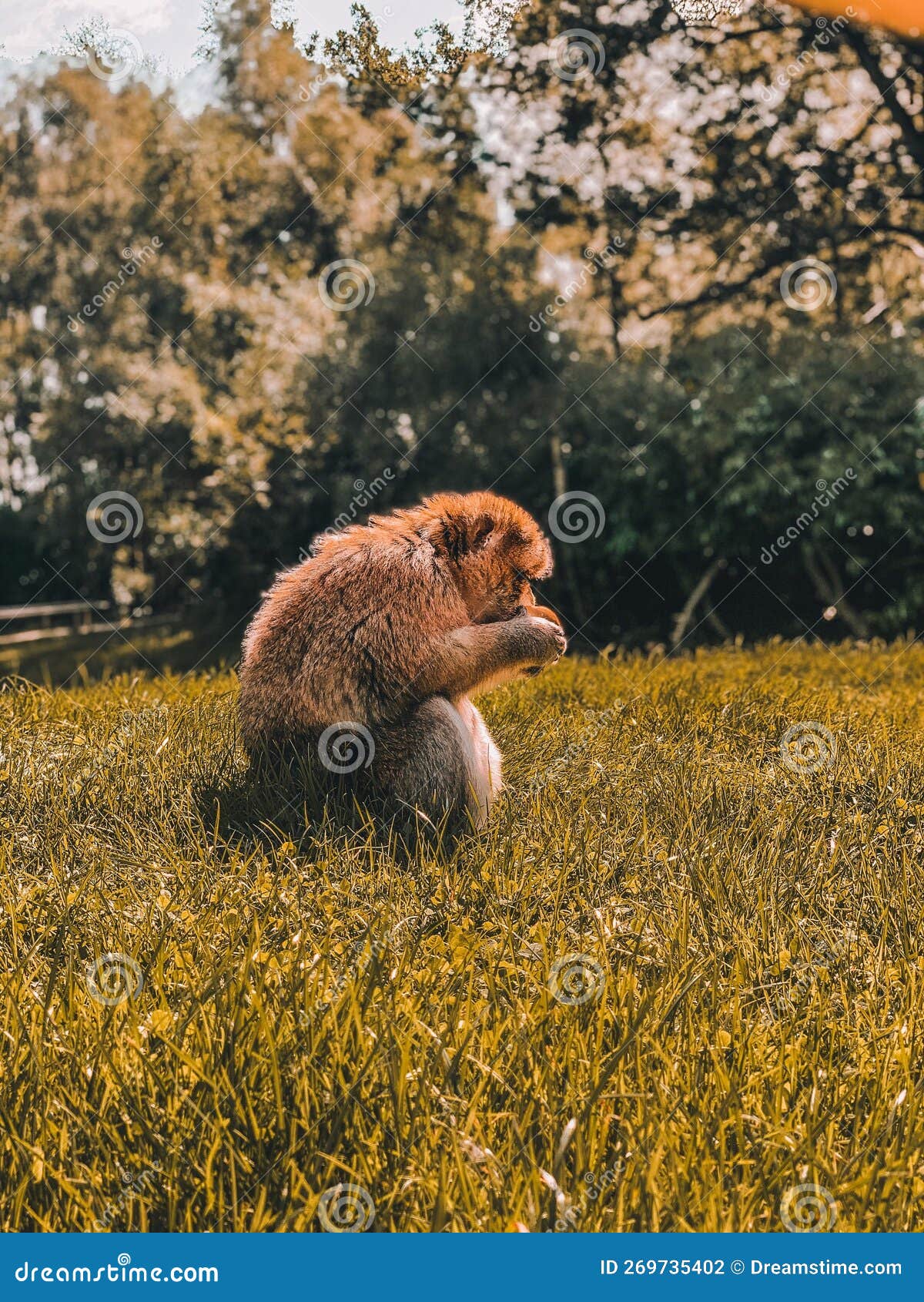 Brown Medium-sized Monkey Sits in Lush Green Grass, Drinking Water ...