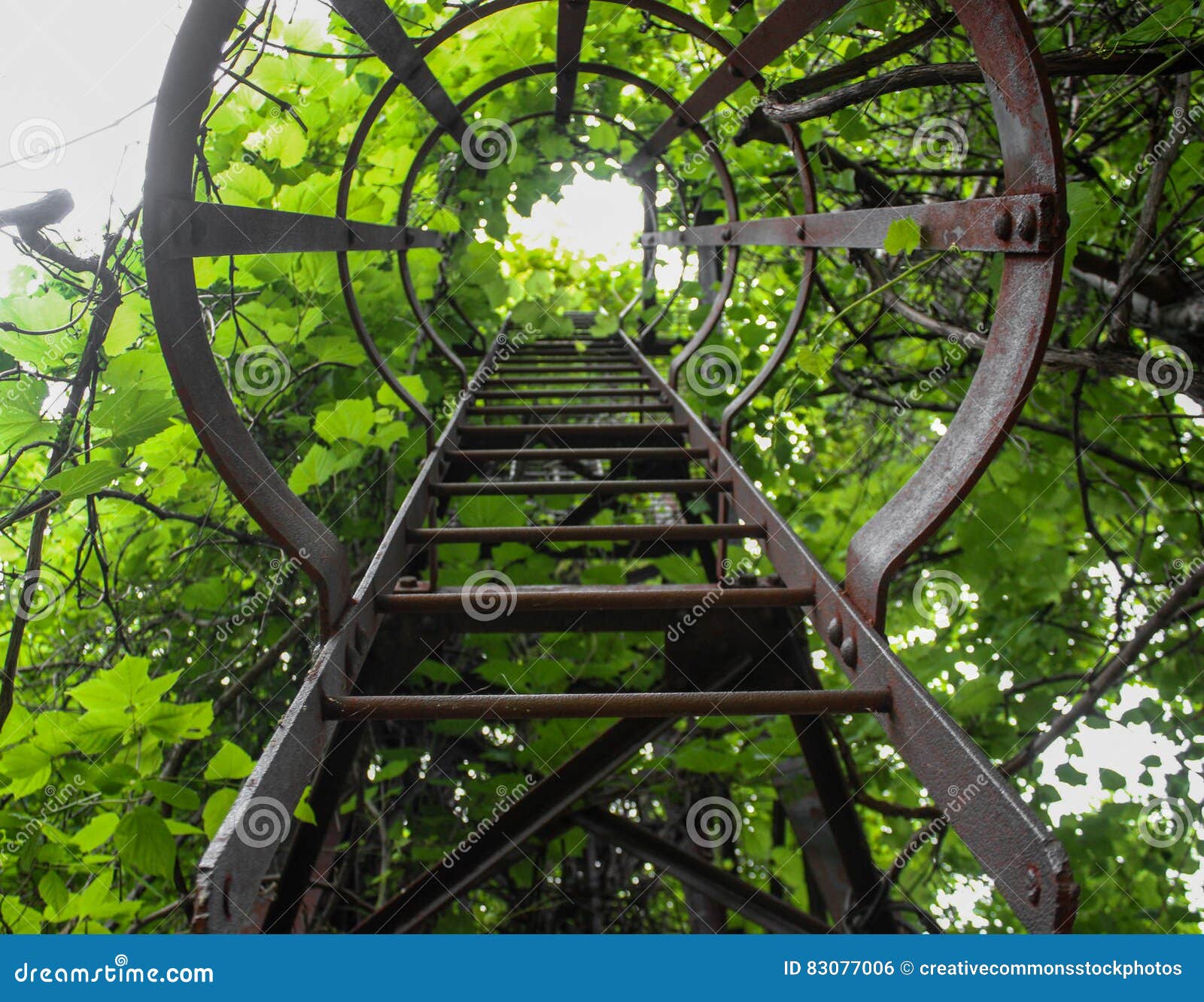 Brown Metal Steep Ladder Picture. Image: 83077006