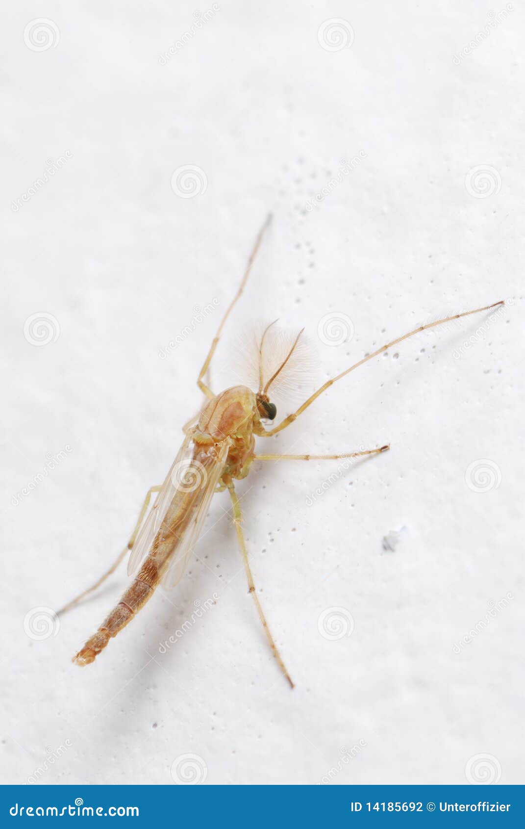 Aquatic Midges Stock Photos - Free & Royalty-Free Stock Photos from ...