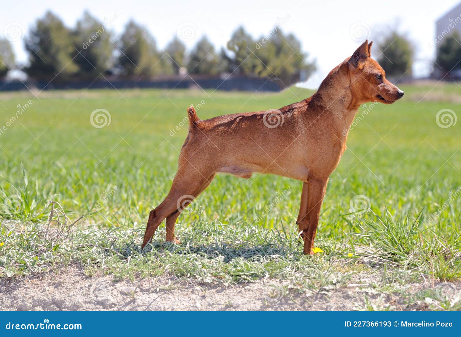 Brown Miniature Pinscher Male on the Grass in the Field Stock Image ...