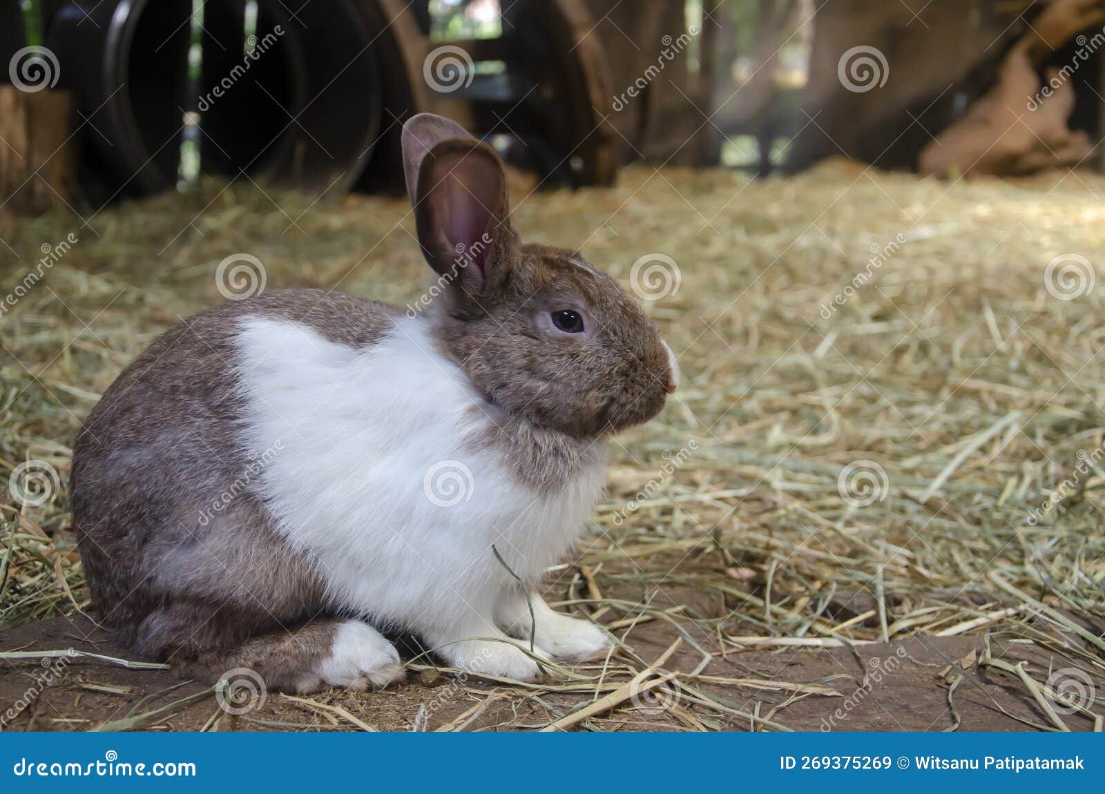 Brown Mix White Rabbit on Grass, Farm Rabbit, Easter Bunny Stock Image ...