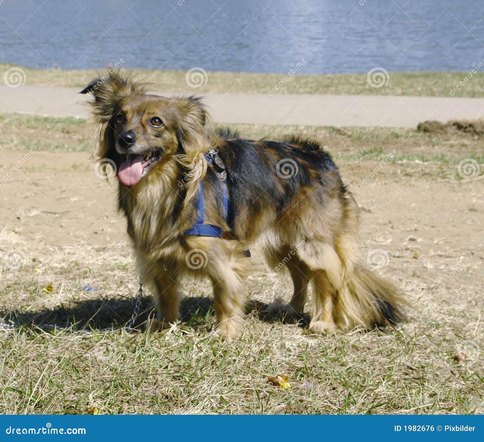 Brown-mixed Dog Pooping At Huge Field During Lovely Sunset, Poop Stock ...