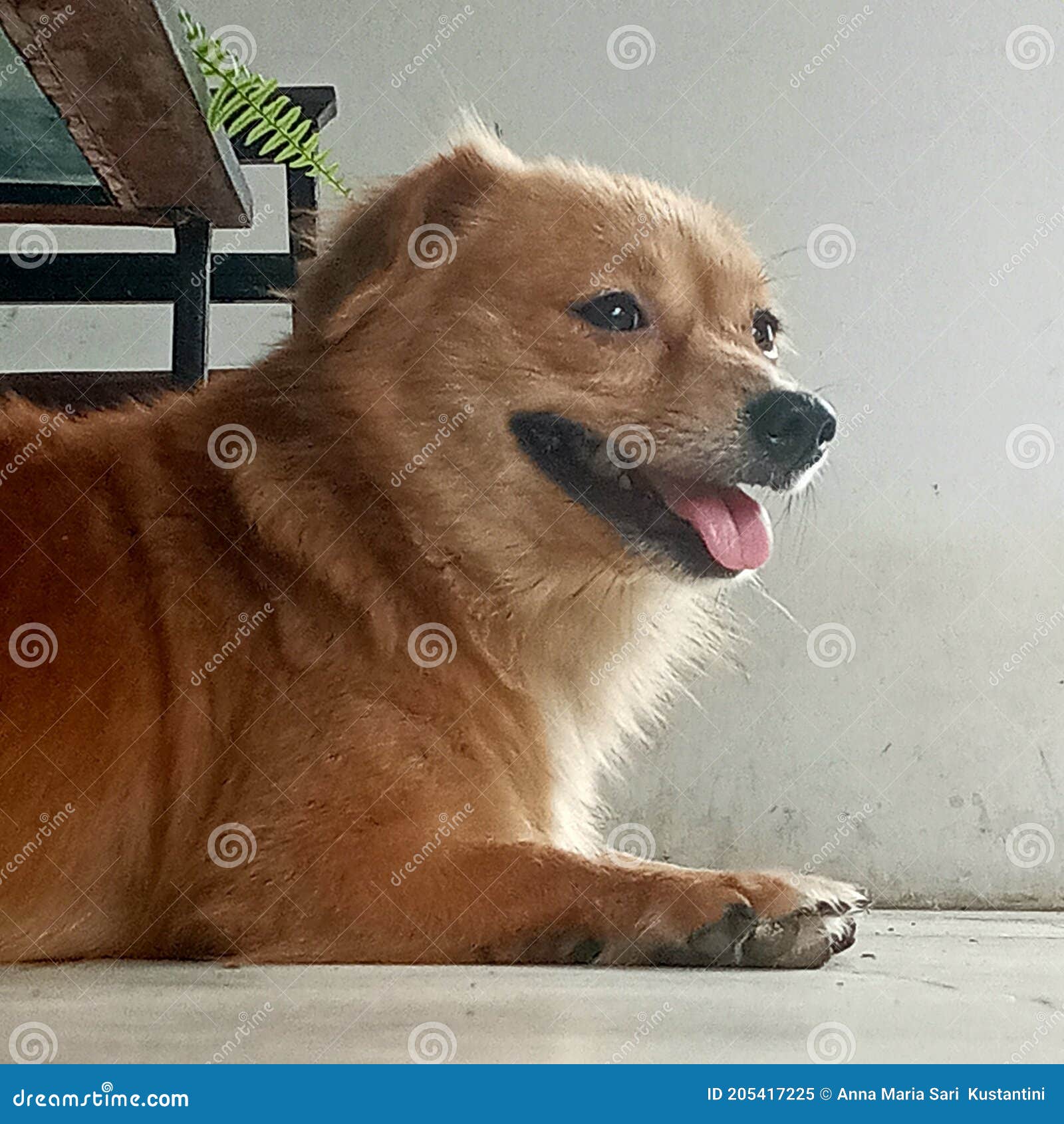 Brown mixed breed dog stock image. Image of purebred - 205417225