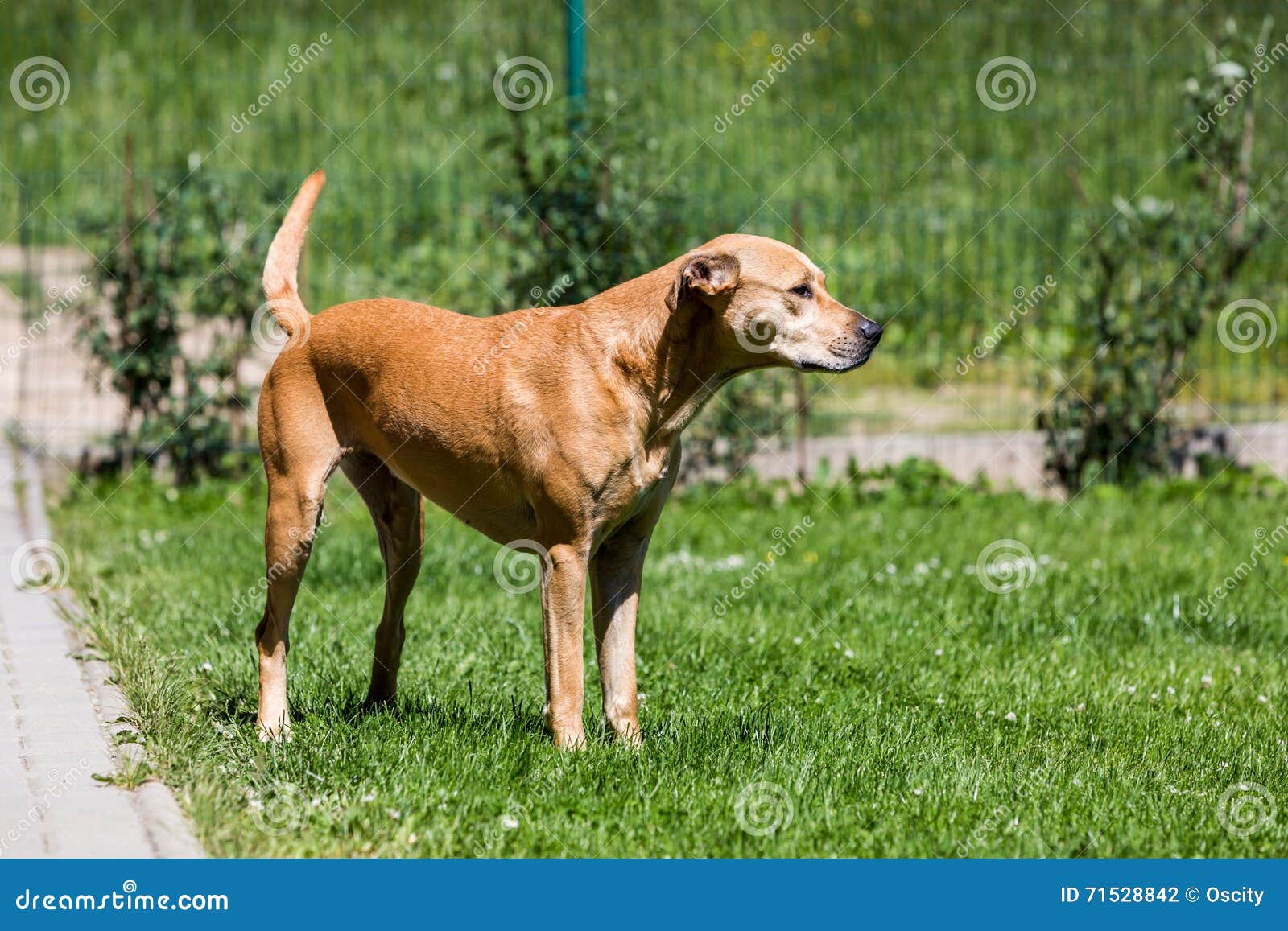 Brown-mixed Dog Pooping At Huge Field During Lovely Sunset, Poop Stock ...