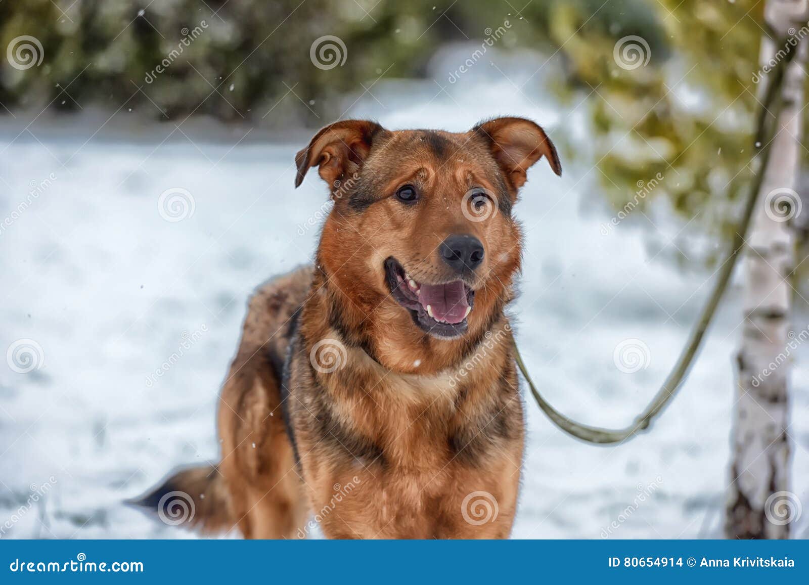 Brown Mongrel Dog on a Leash Stock Photo - Image of cute, happy: 80654914