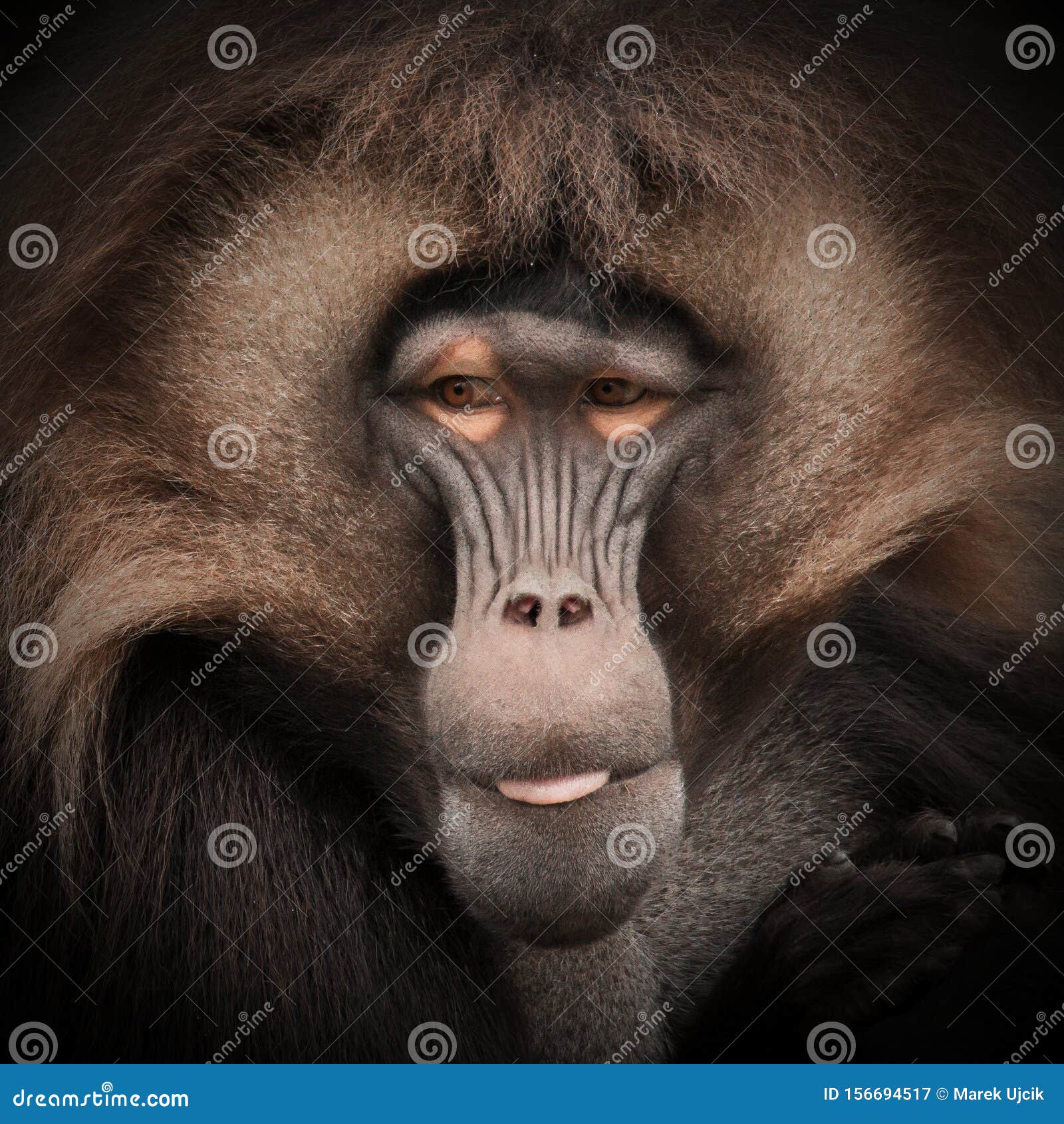 Brown monkey stock image. Image of monkey, animal, close - 156694517