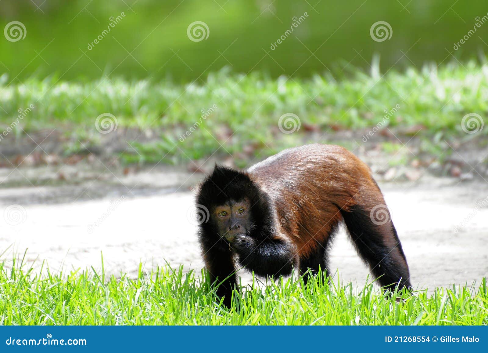 Brown Monkey stock photo. Image of animal, mammal, mammals - 21268554