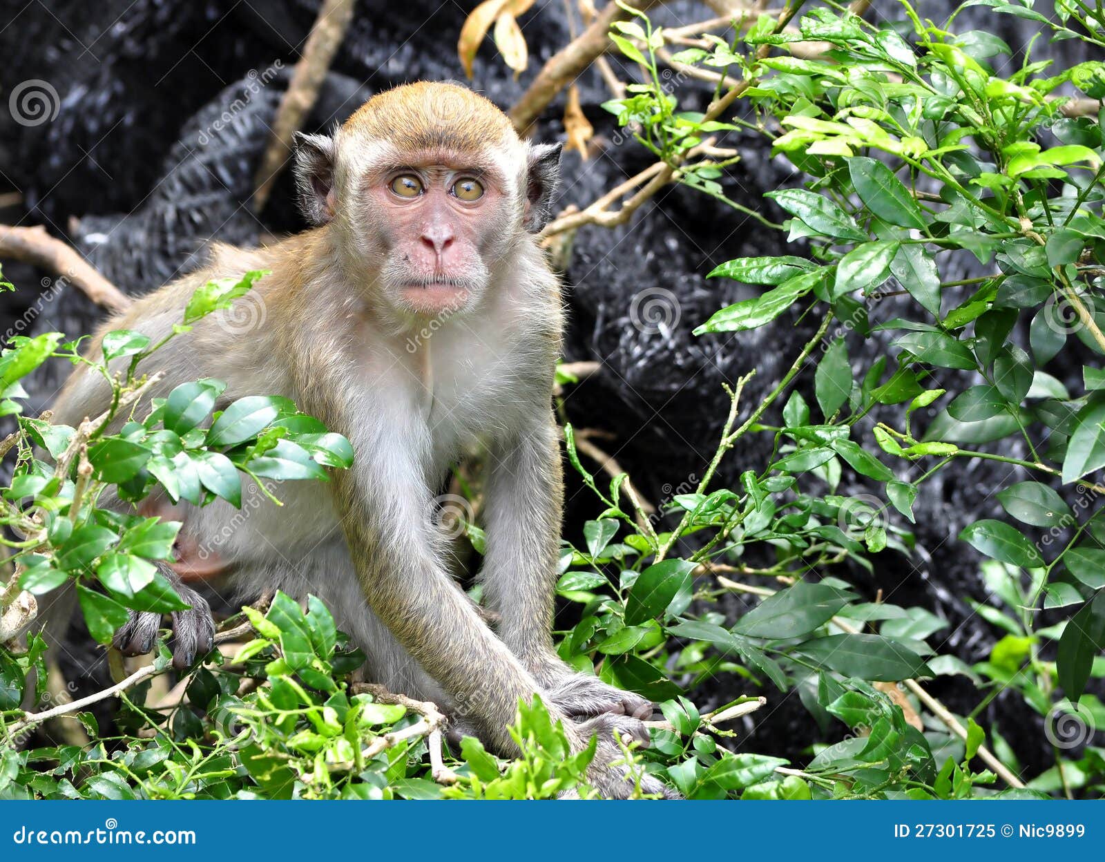 A Brown Monkey stock image. Image of branch, curious - 27301725