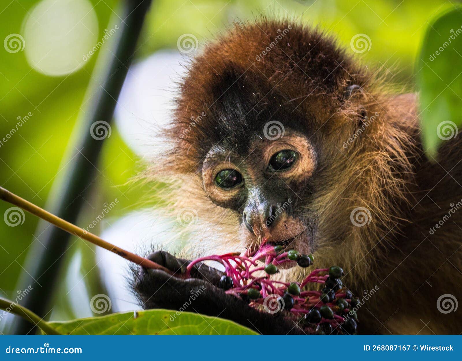 Brown Monkey Eating Berries Stock Image - Image of tree, eyes: 268087167