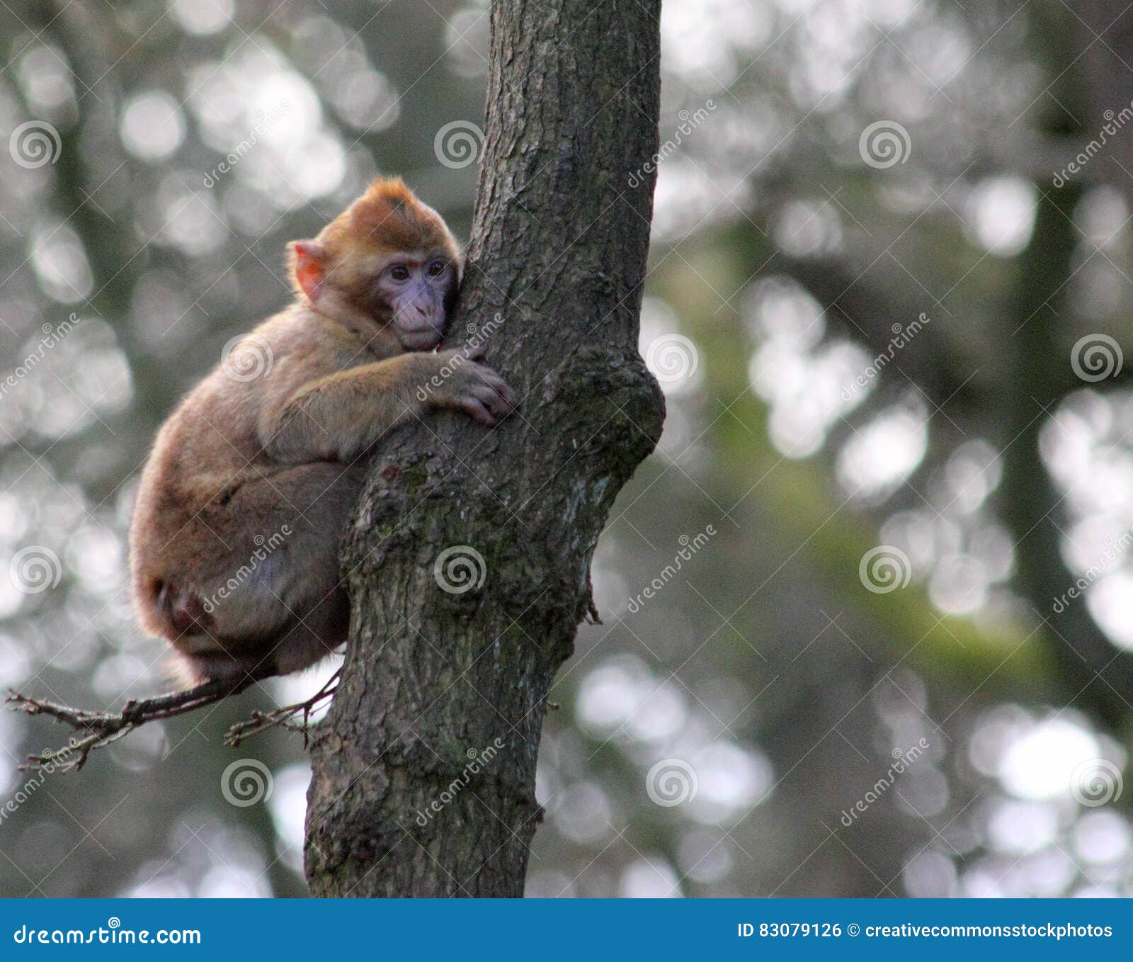 Brown Monkey On Green Tree Trunk Picture. Image: 83079126