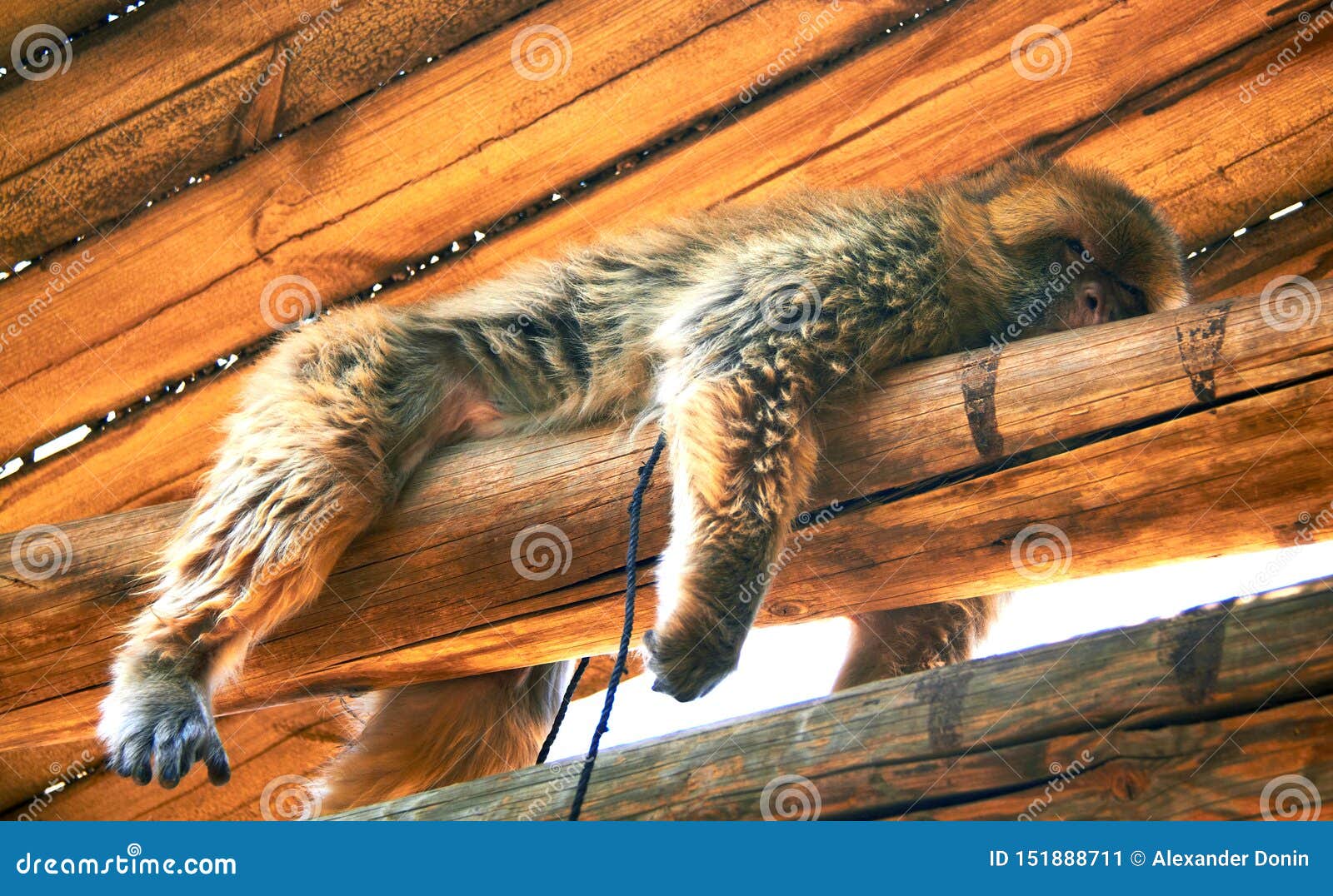 Brown Monkey with Long Hair Resting Stock Image - Image of texture ...