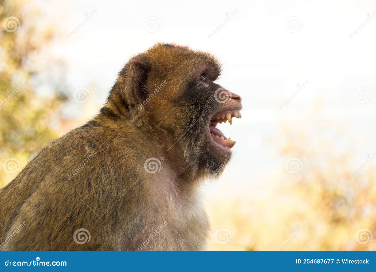 Brown Monkey Opening Its Mouth Stock Image - Image of africa, tree ...